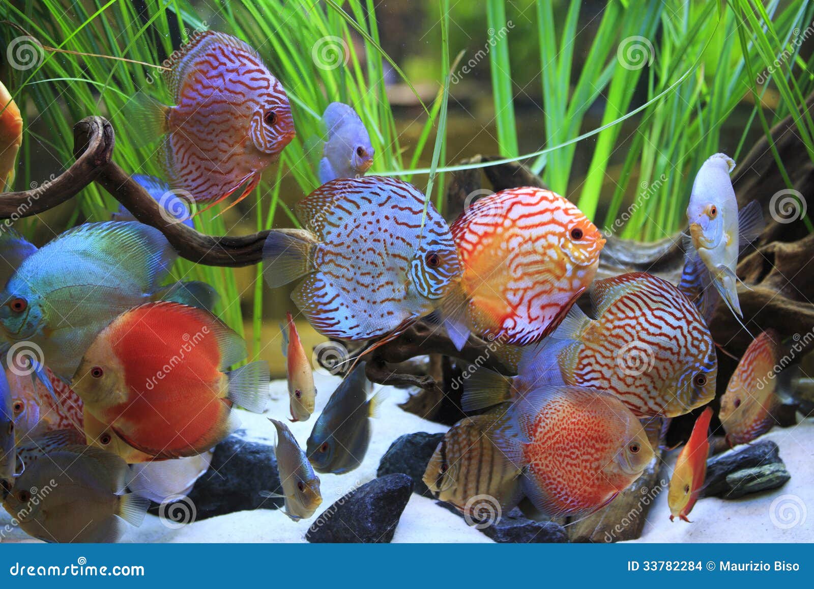 Discus stock photo. Image of underwater, bodies, tropical - 33782284