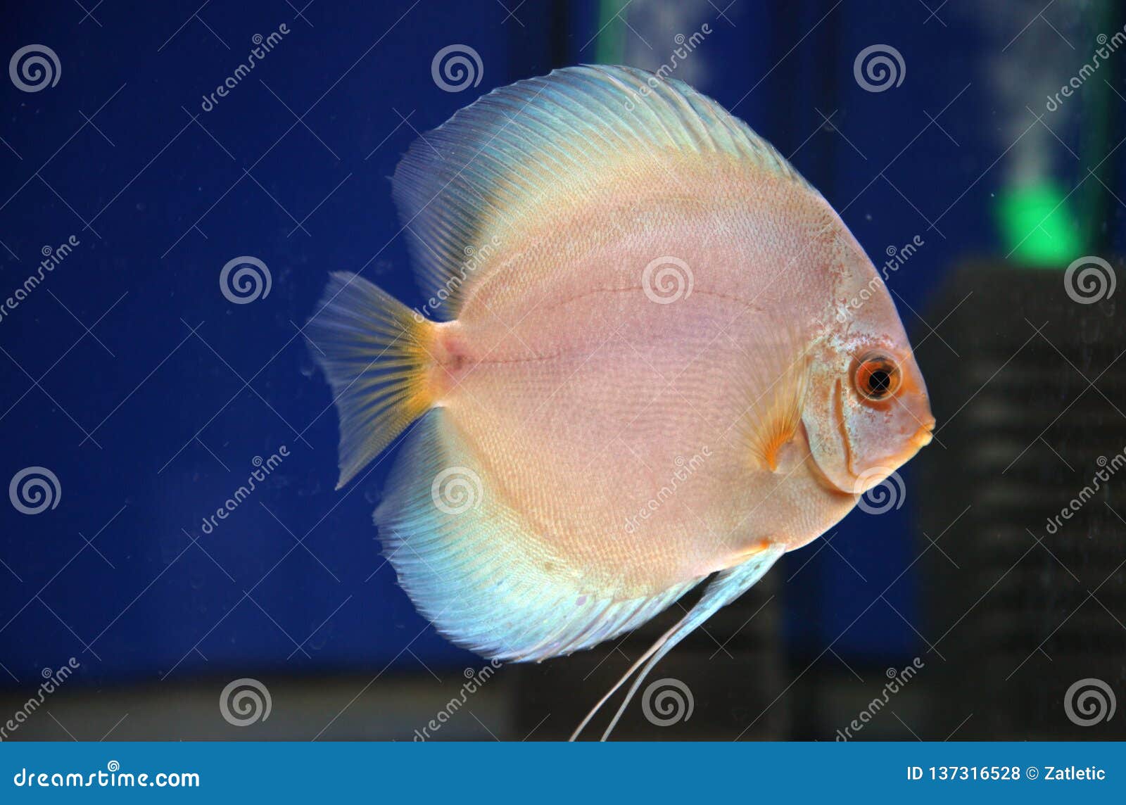 Discus exotic fish stock photo. Image of water, aquatic - 137316528