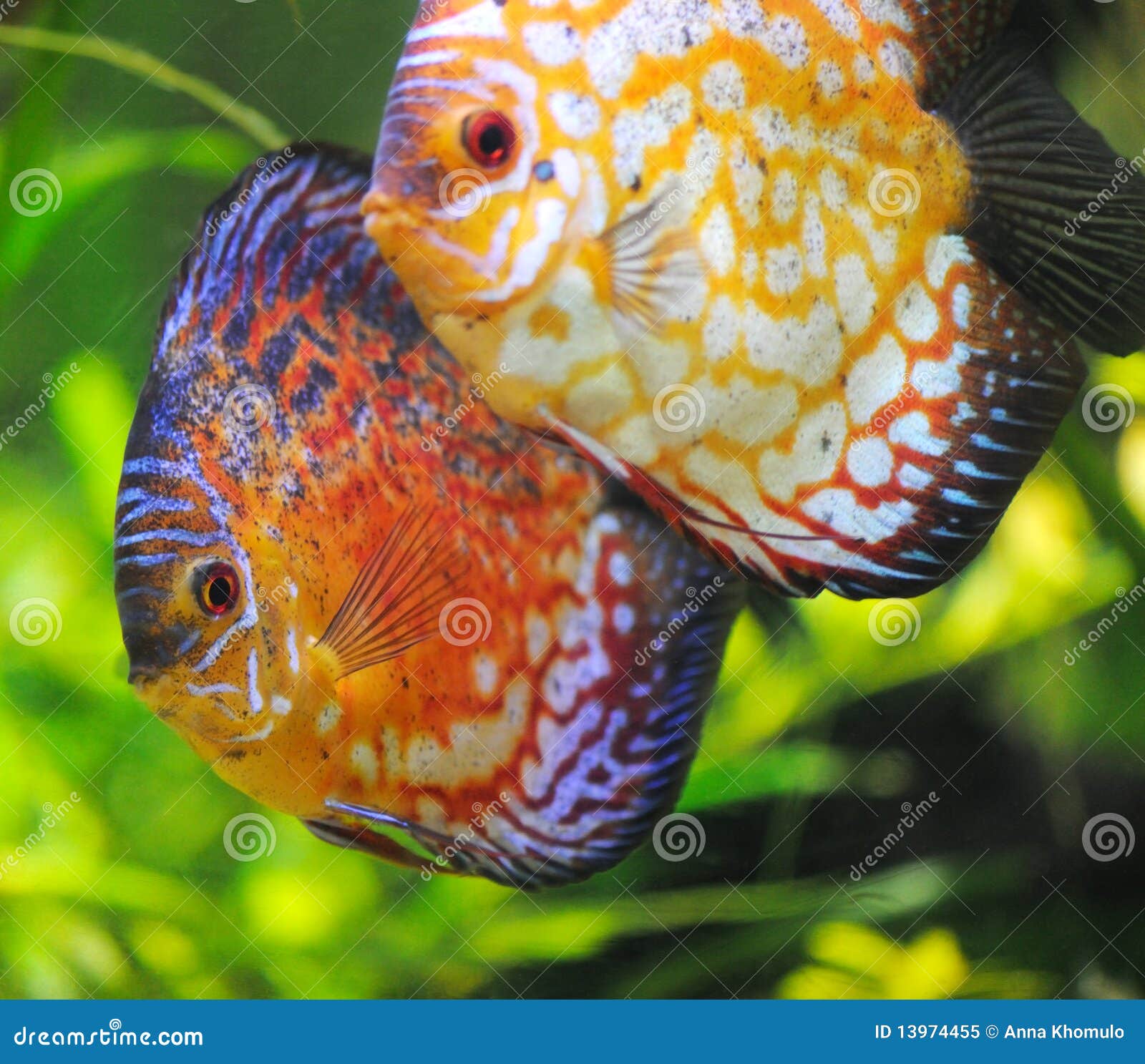 Discus fish stock image. Image of tropical, animal, close - 13974455