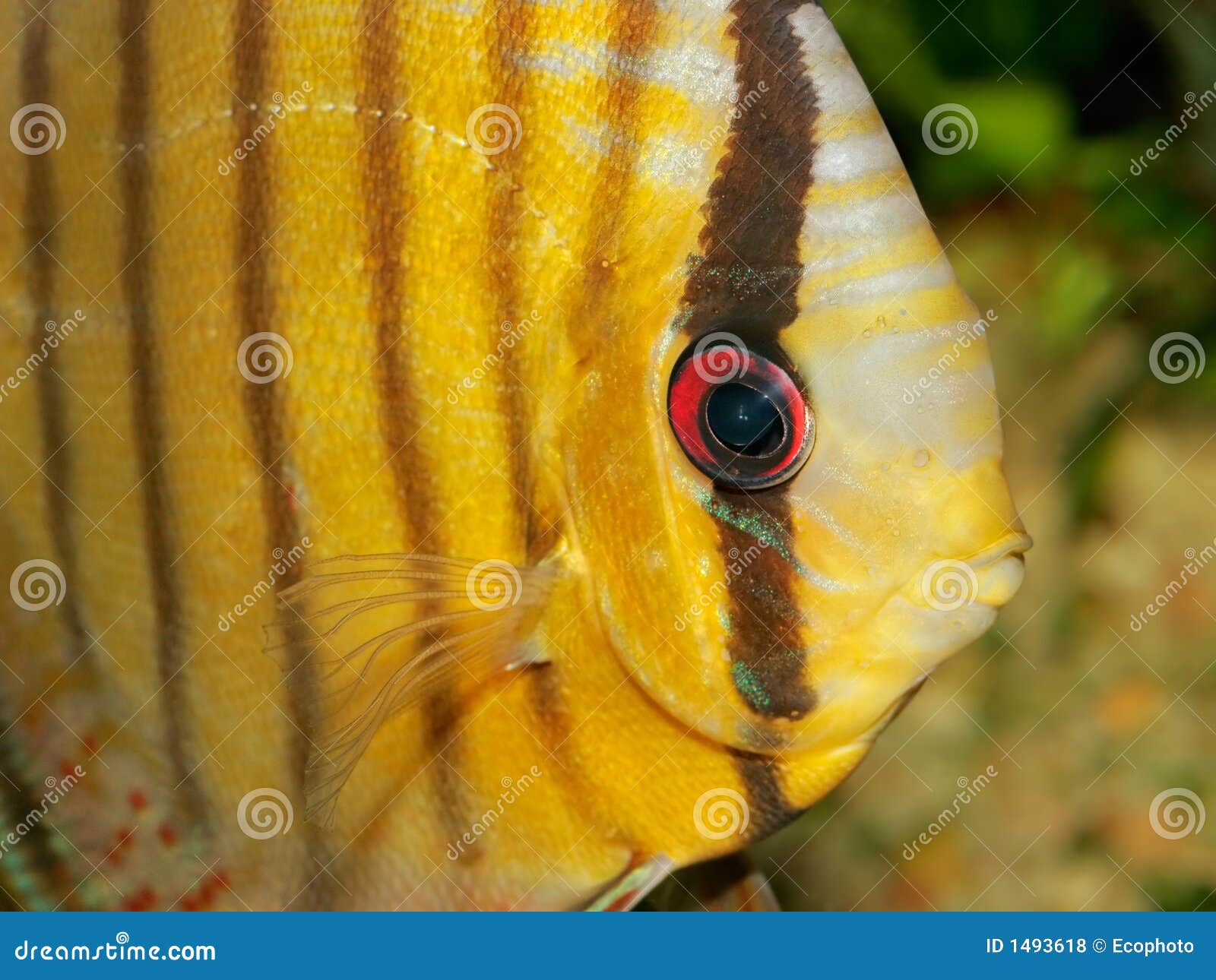 Discus fish stock photo. Image of hobby, fins, discus - 1493618