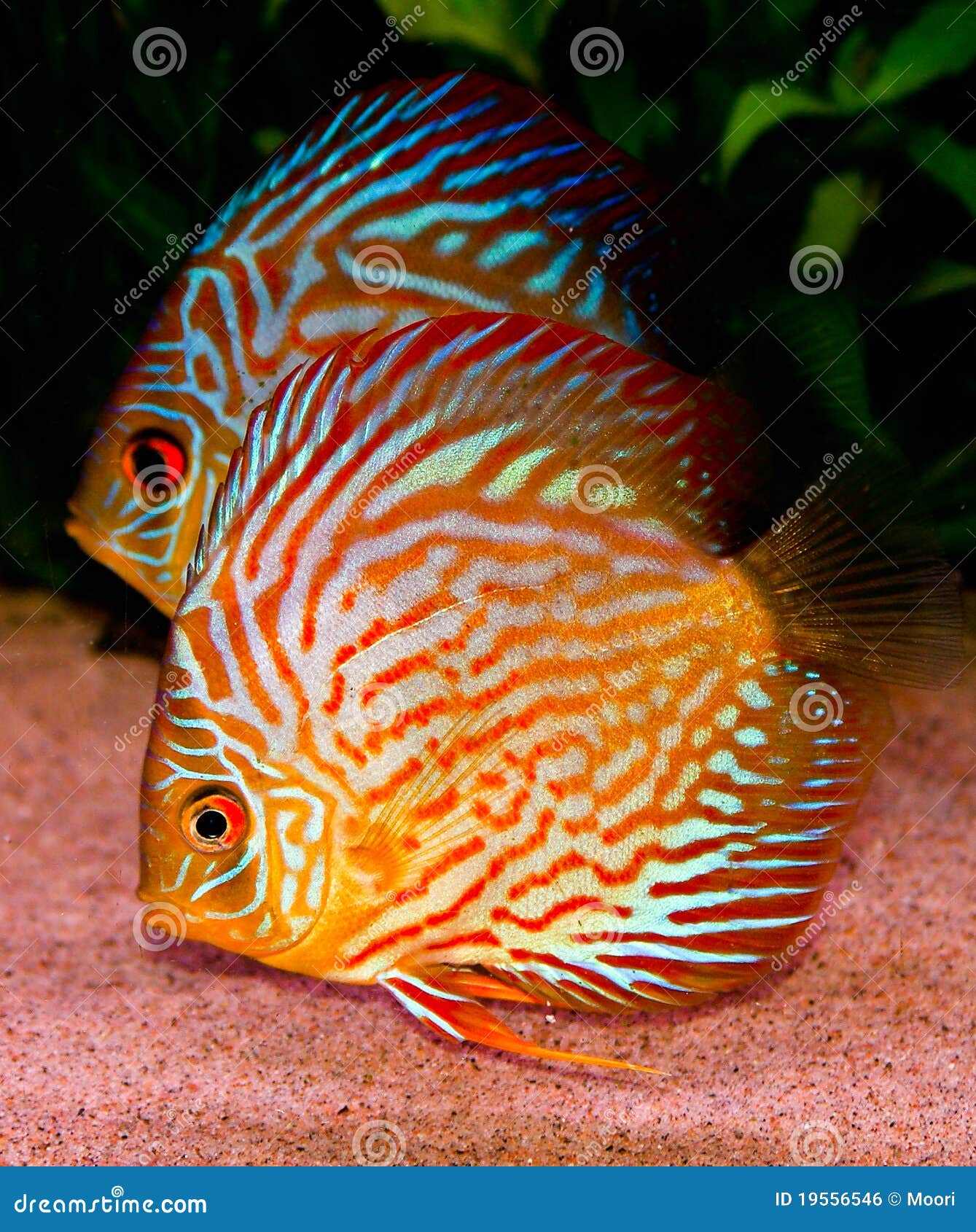 Discus fish stock photo. Image of swim, animal, decorative - 19556546
