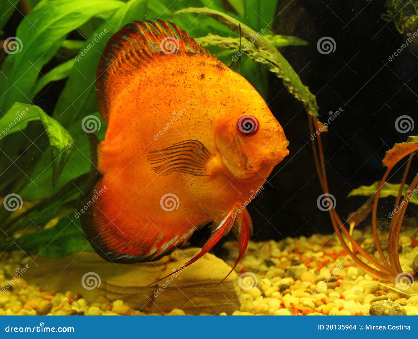 Discus fish stock photo. Image of display, aquarium, beauty - 20135964