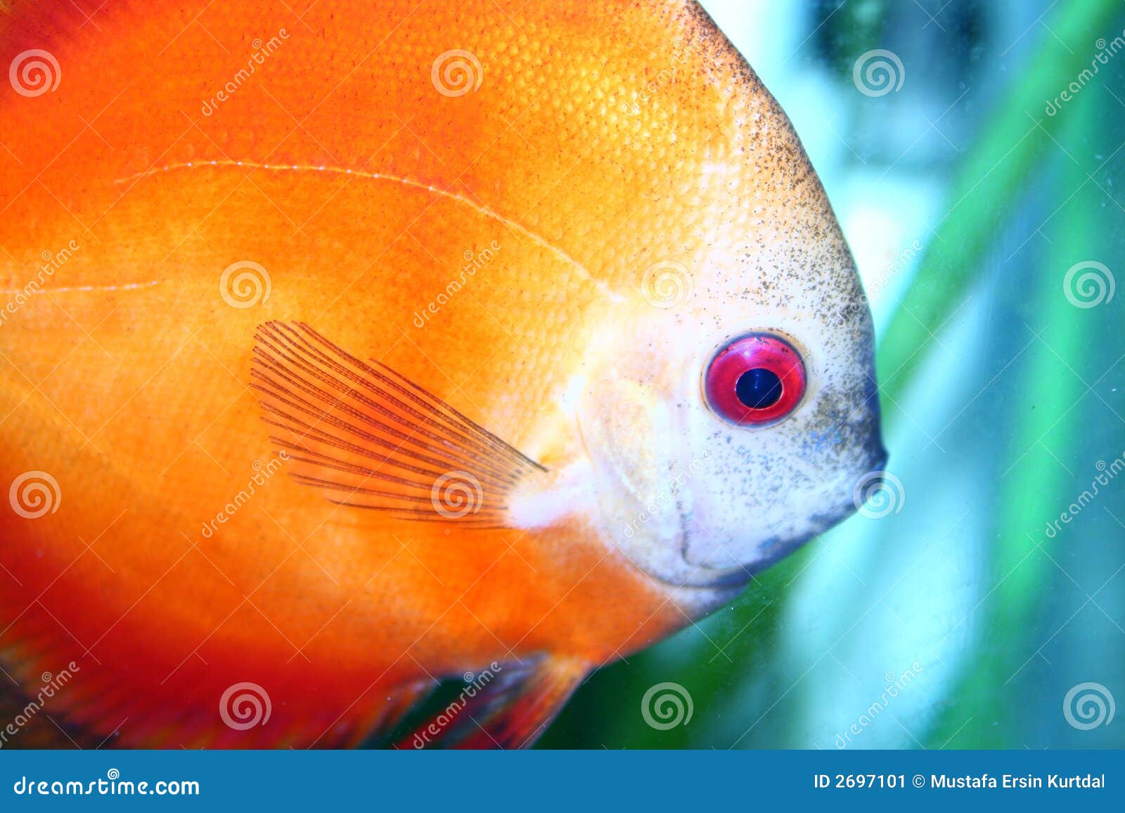 Discus fish stock image. Image of water, discus, hobby - 2697101
