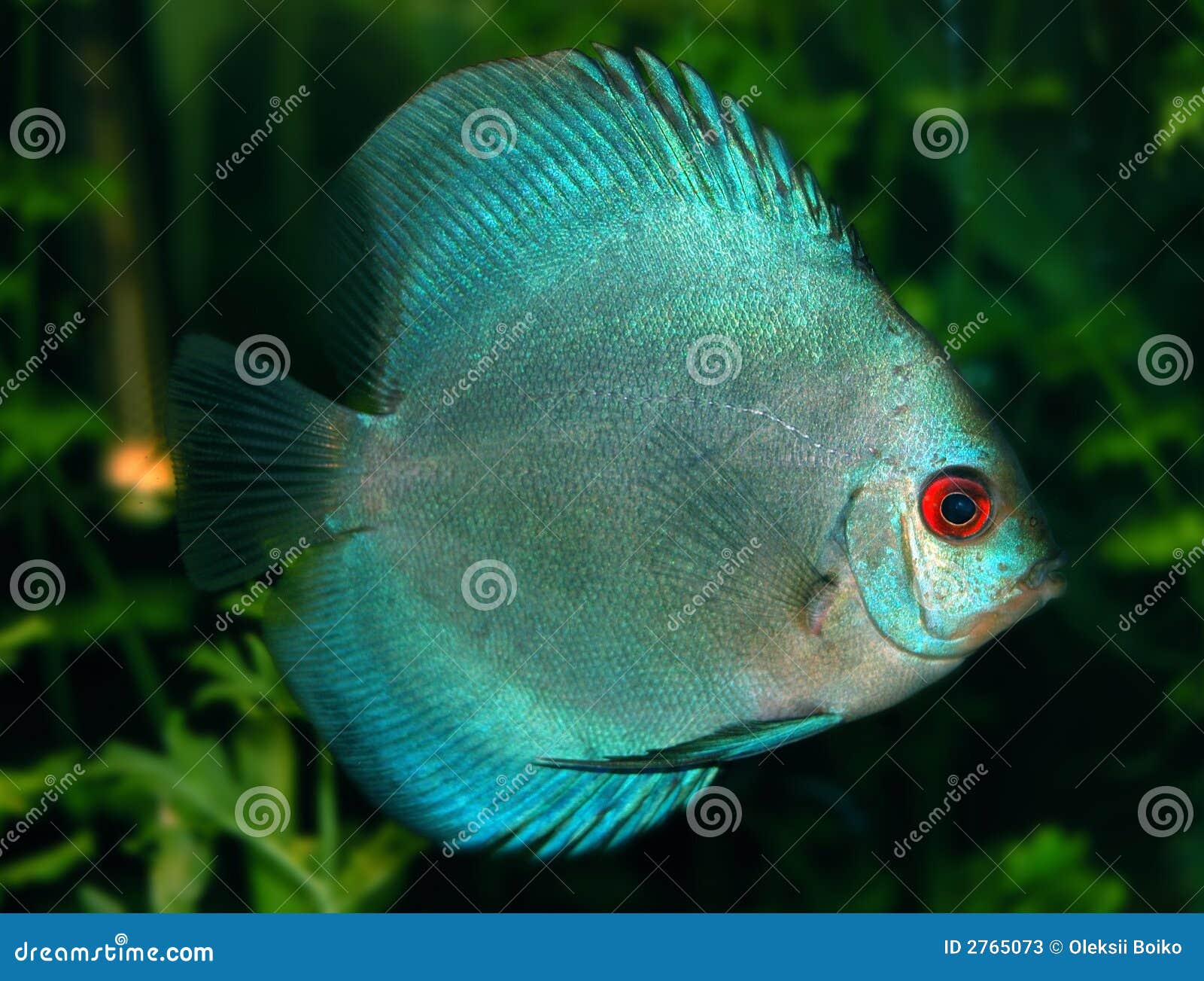 Discus fish stock image. Image of discus, life, aqua, hobby - 2765073
