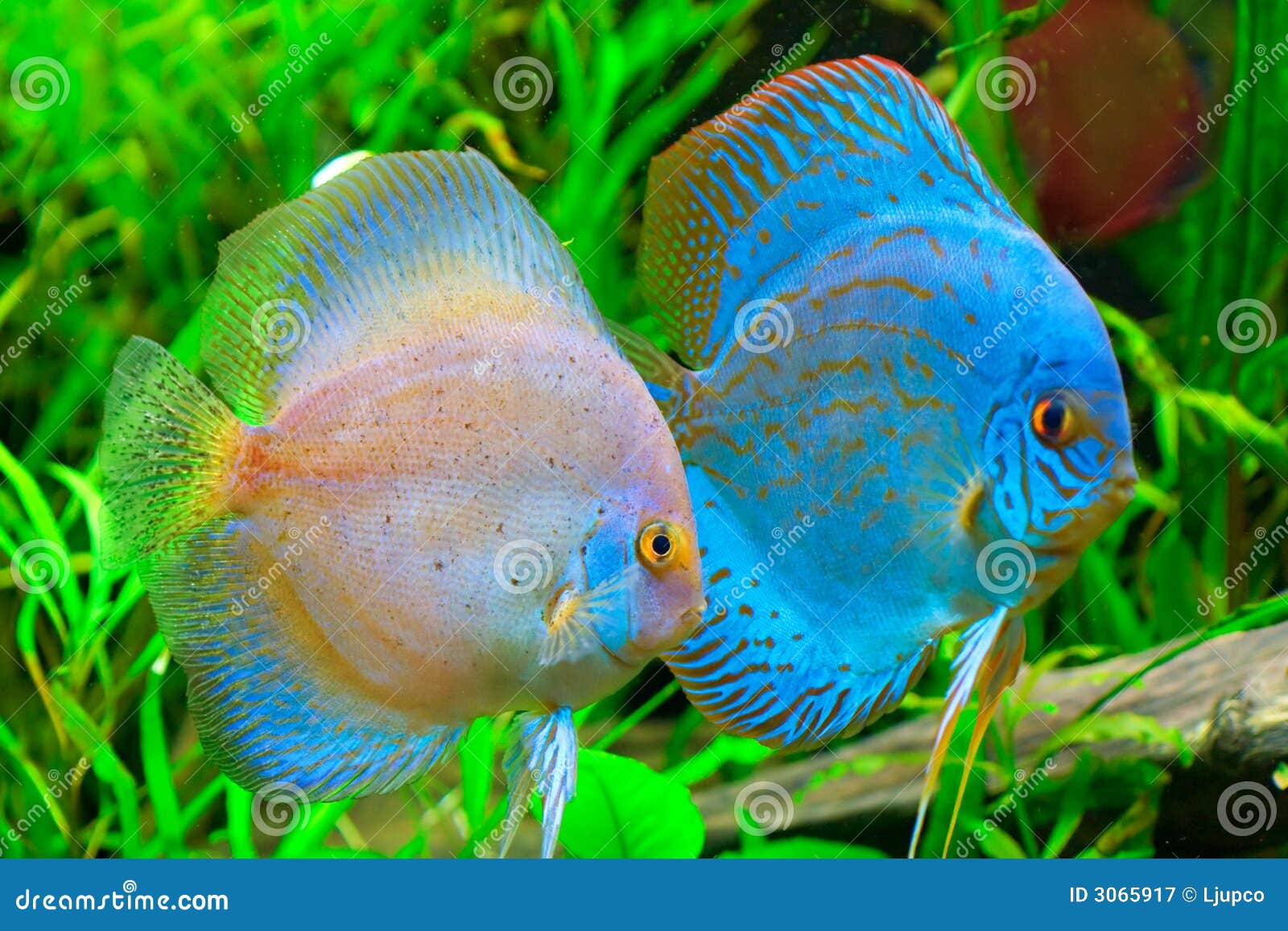 Discus fish stock image. Image of aquarium, aqua, fish - 3065917