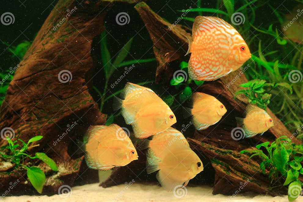 Discus fish stock image. Image of diskus, aequifasciatus - 3226081