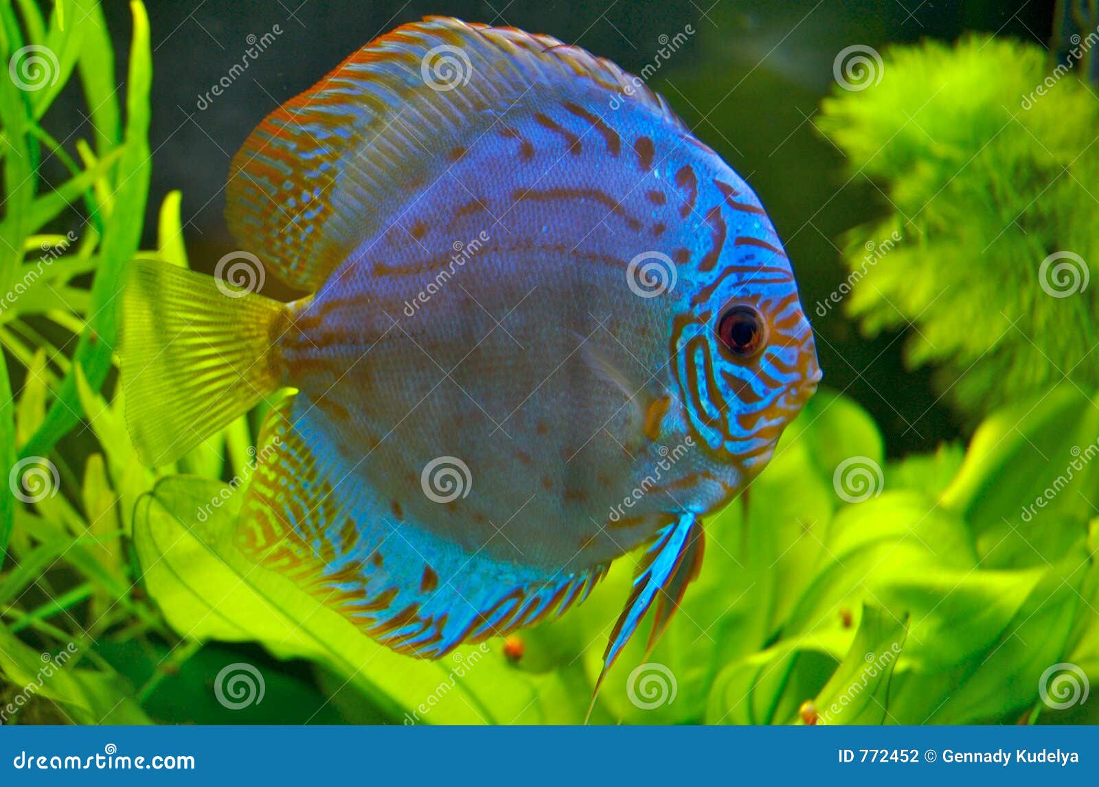 Discus fish stock photo. Image of kudelya, tropical, blue - 772452