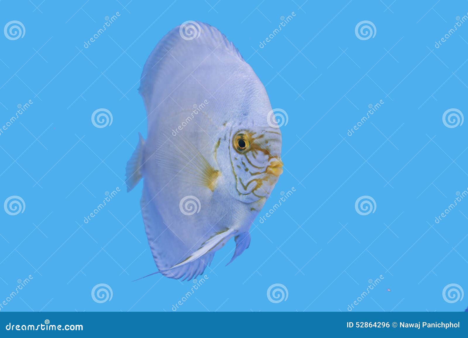 Discus Fish, stock photo. Image of life, isolated, blue - 52864296