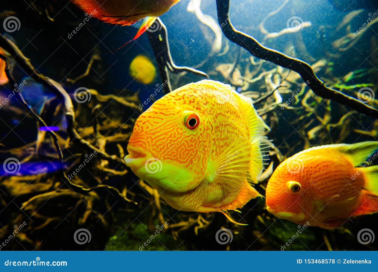 Discus Fish in Aquarium stock photo. Image of green - 153468578