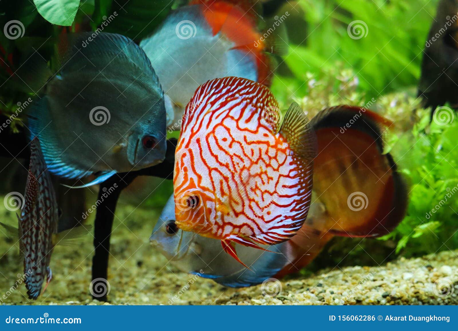 Discus fish stock photo. Image of aquarium, actinopterygii - 156062286