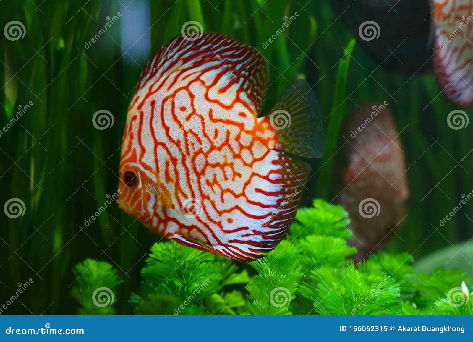 Discus fish stock image. Image of lake, cichliformes - 156062315