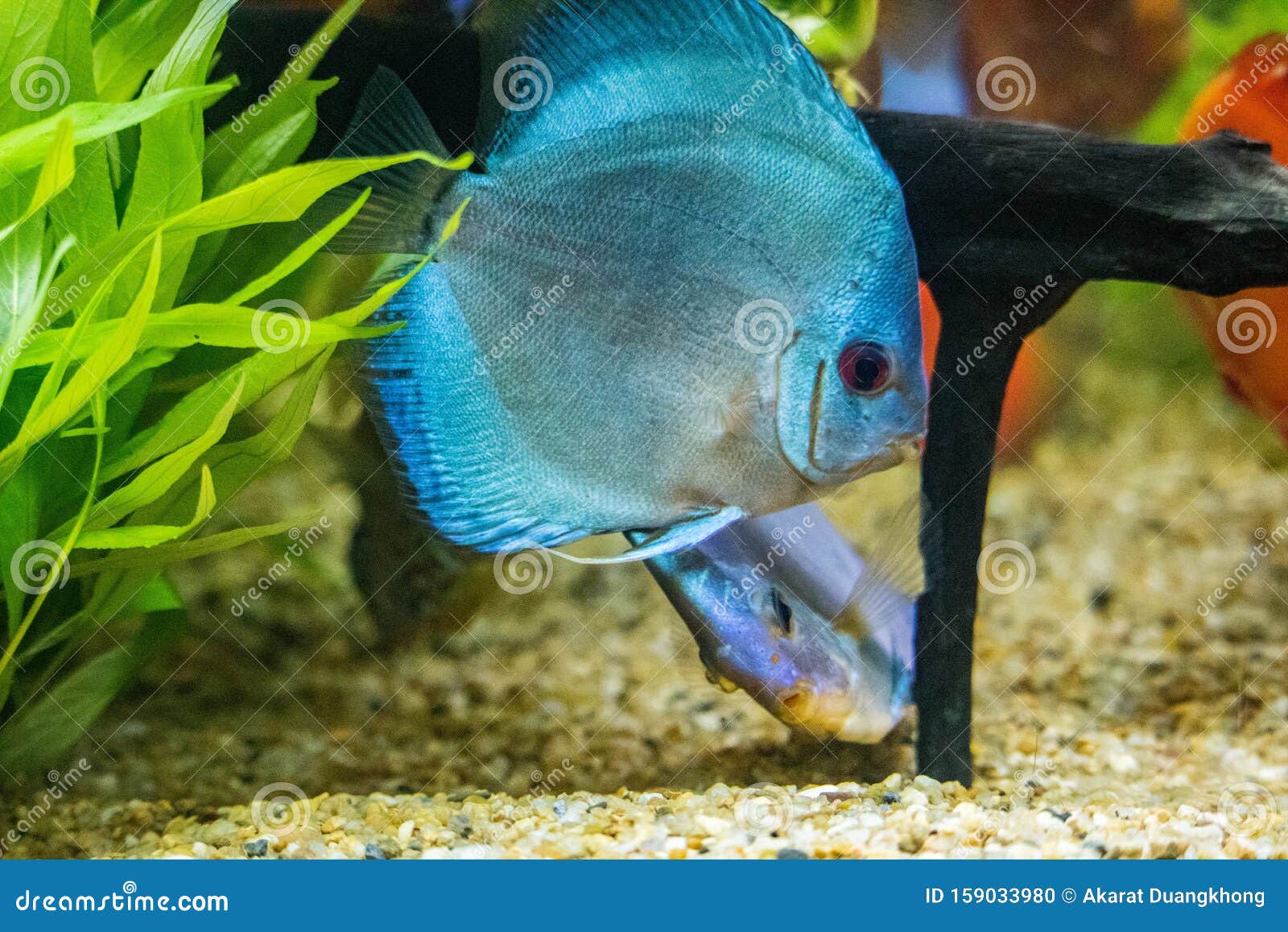 Discus fish stock photo. Image of exotic, freshwater - 159033980