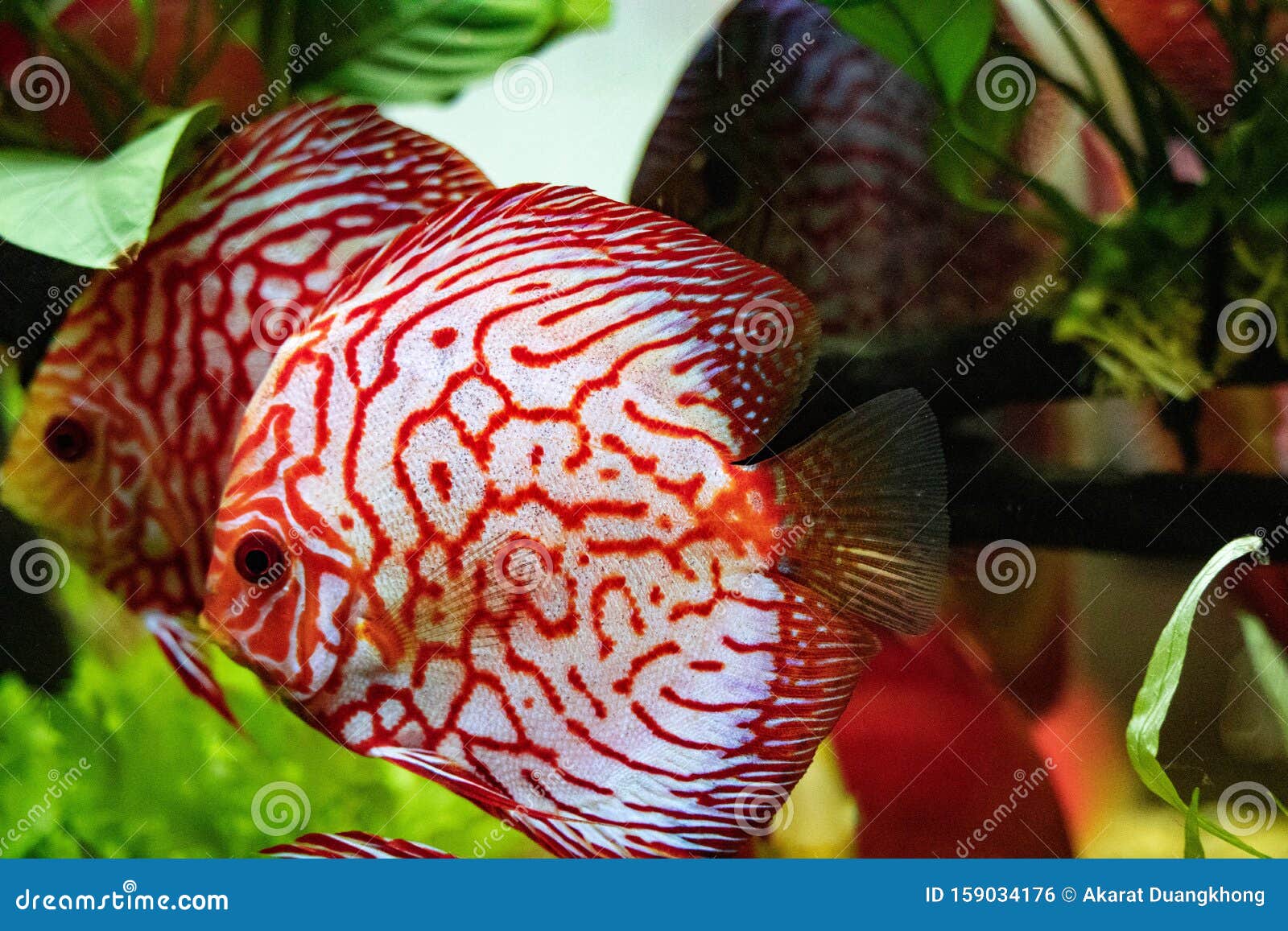 Discus fish stock photo. Image of actinopterygii, amazon - 159034176