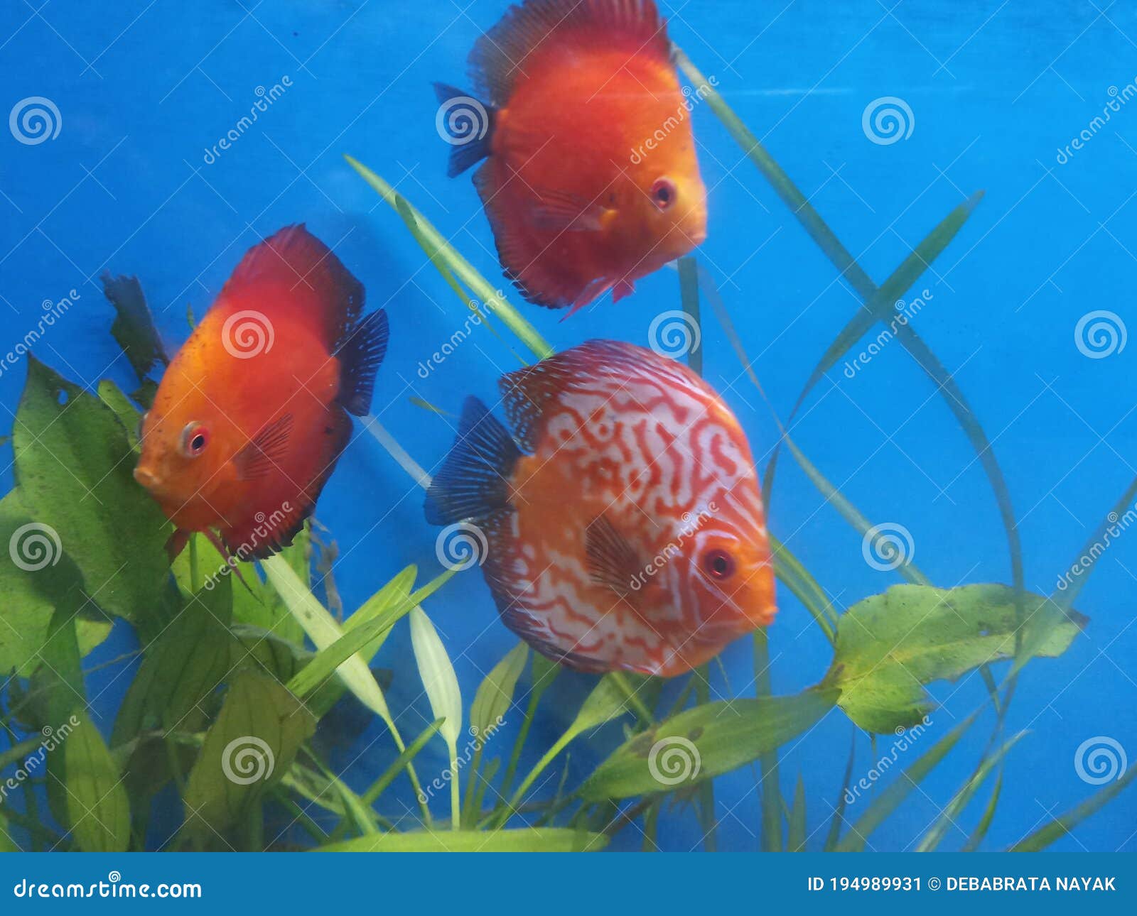 Discus Fish in Aquarium in India Stock Image - Image of recreation ...