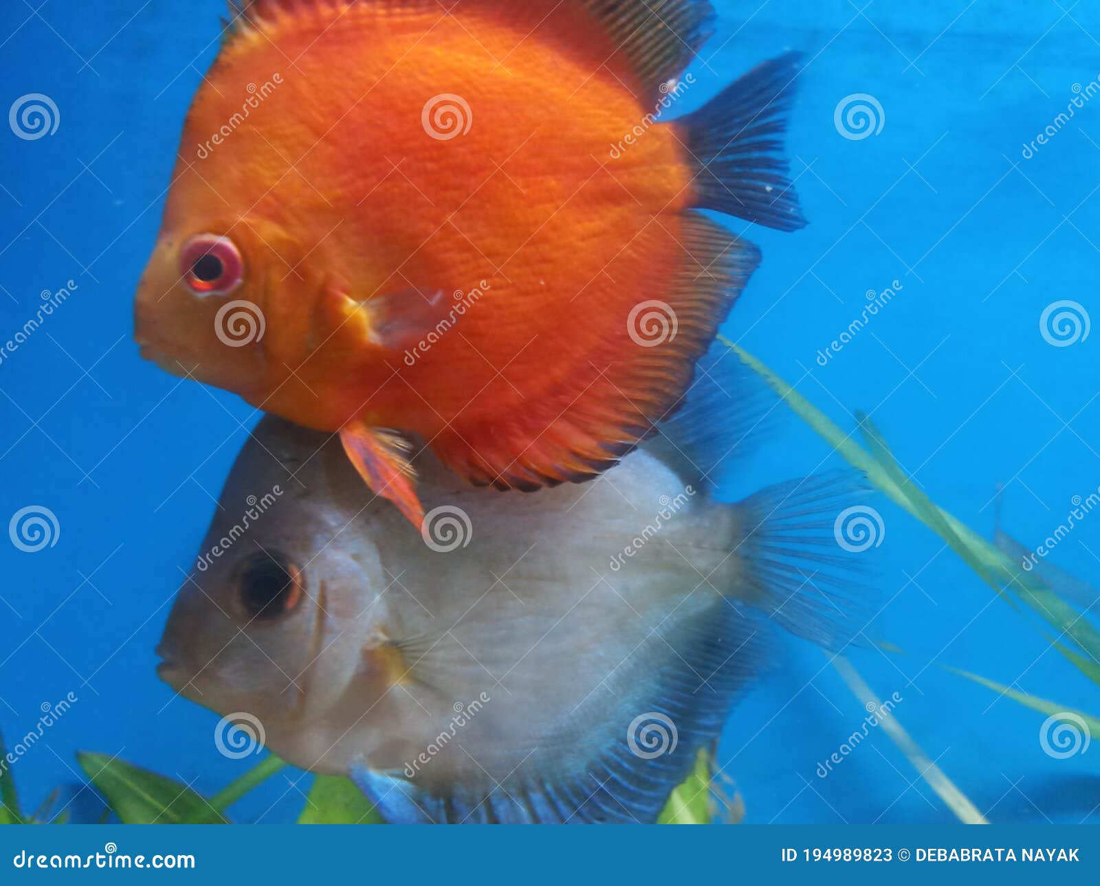 Discus Fish in Aquarium in India Stock Image - Image of underwater ...