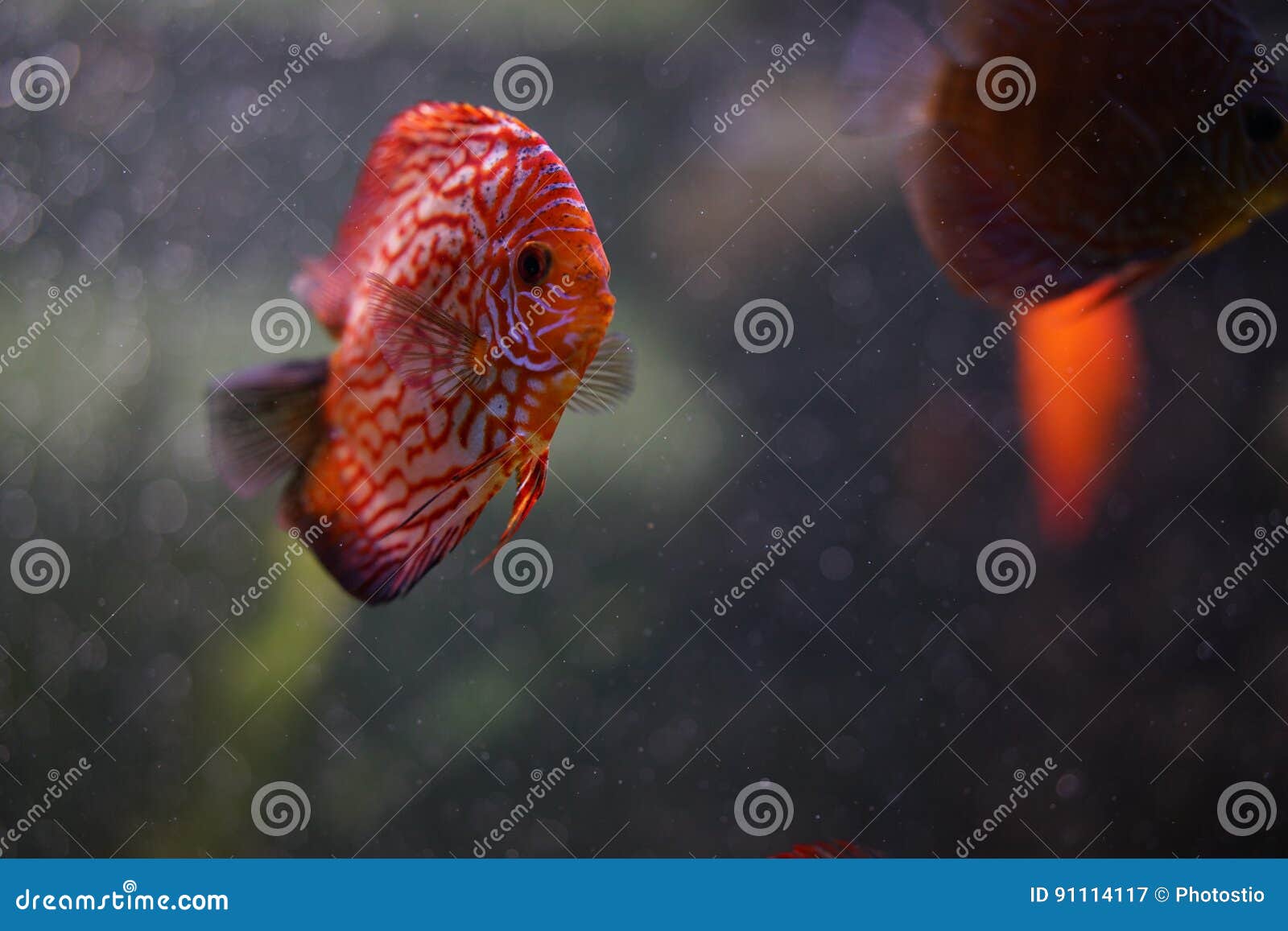 Discus fish in aquarium stock image. Image of green, beauty - 91114117
