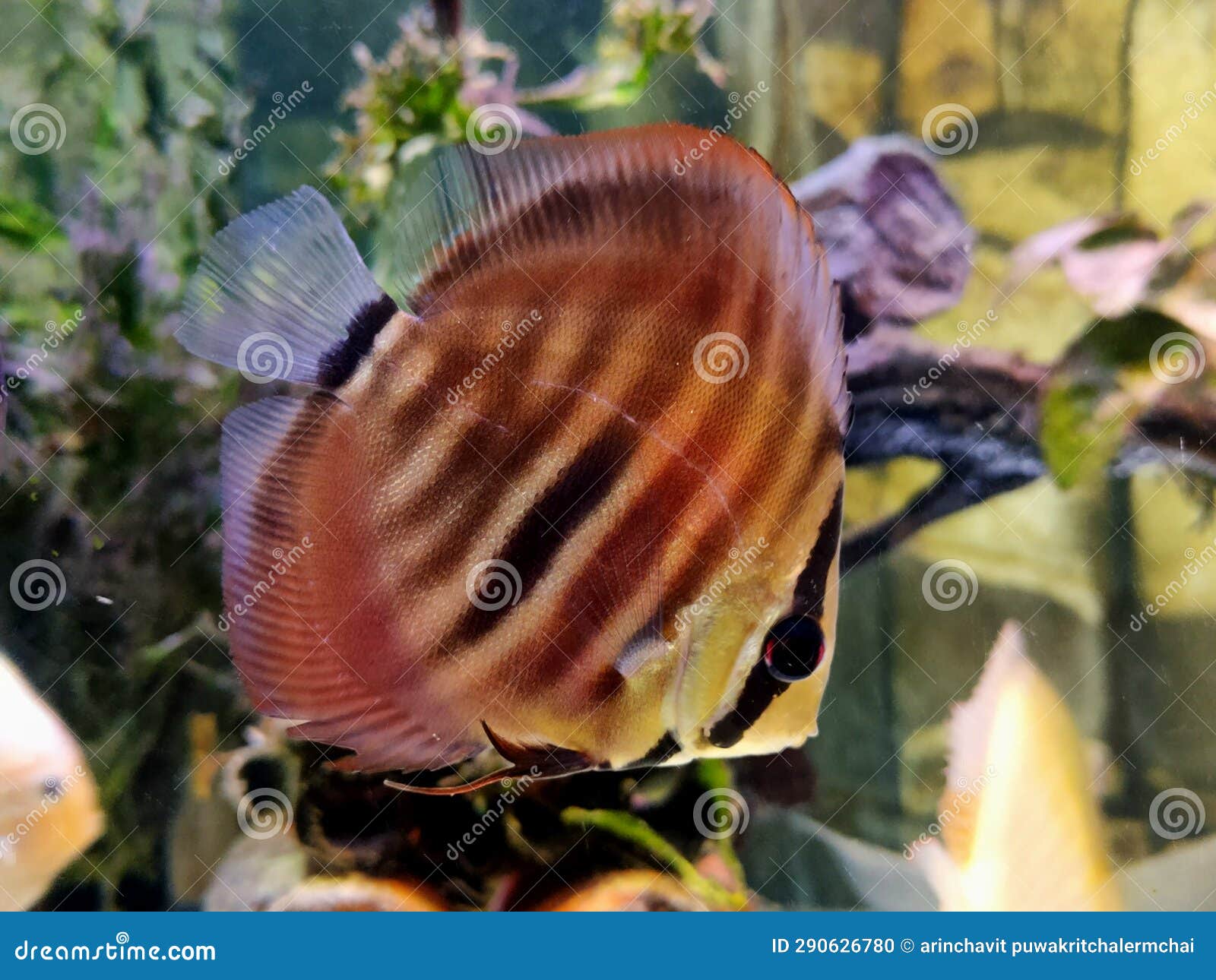 The Discus Fish in the Aquarium Tank. Amazon Stock Photo - Image of ...