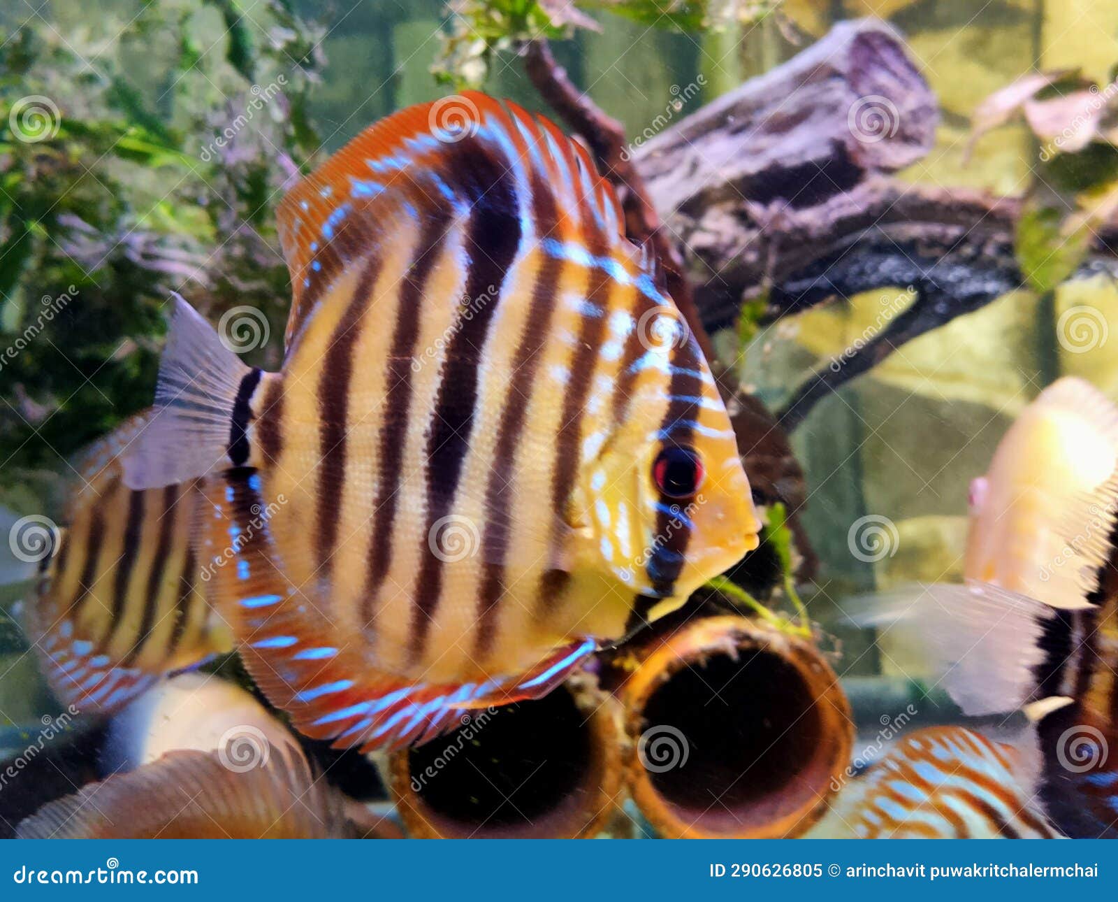 The Discus Fish in the Aquarium Tank. Amazon Stock Image - Image of ...