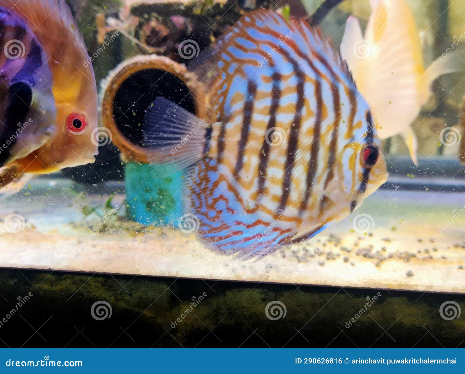 The Discus Fish in the Aquarium Tank. Amazon Stock Photo - Image of ...