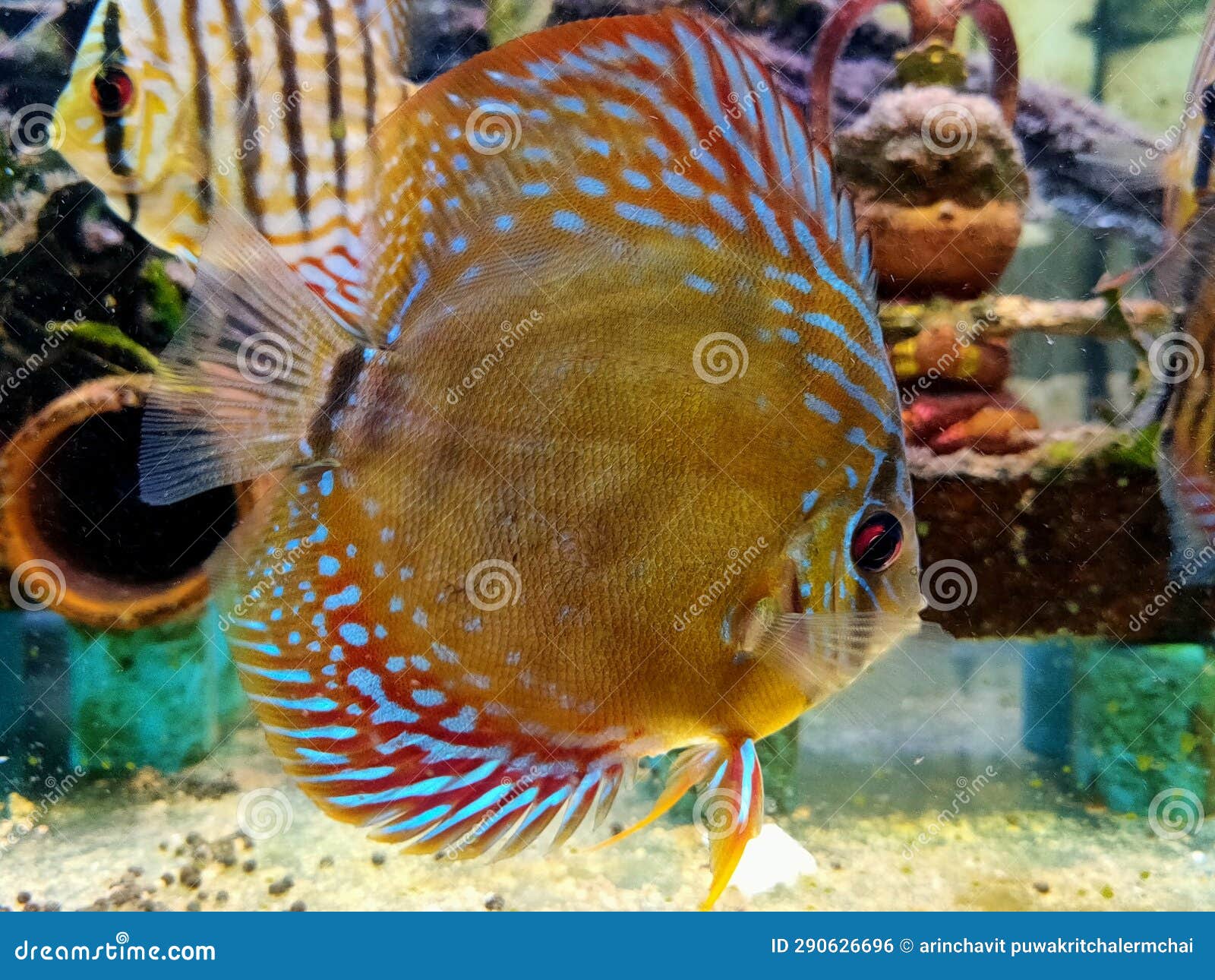 The Discus Fish in the Aquarium Tank. Amazon Stock Photo - Image of ...