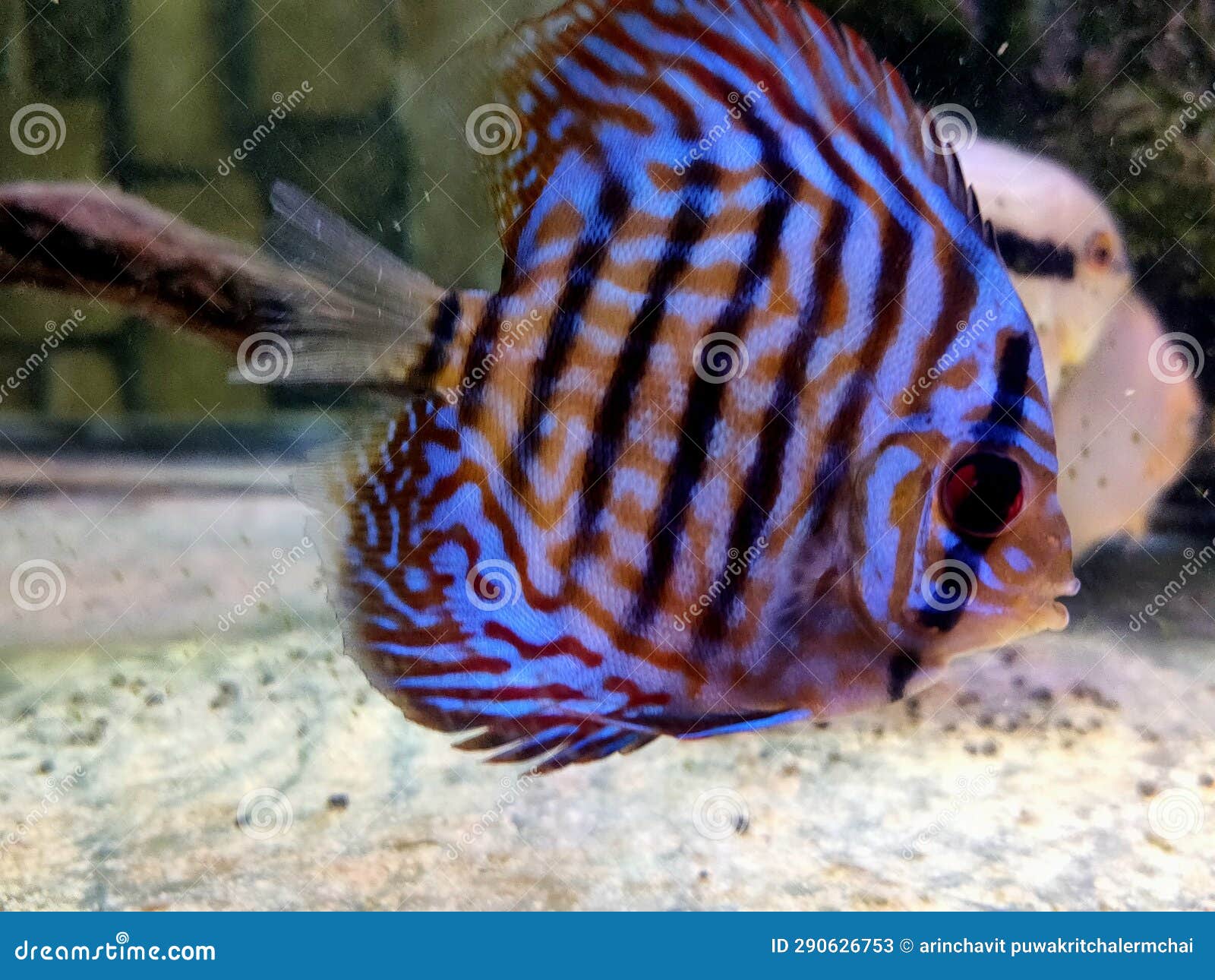 The Discus Fish in the Aquarium Tank. Amazon Stock Image - Image of ...