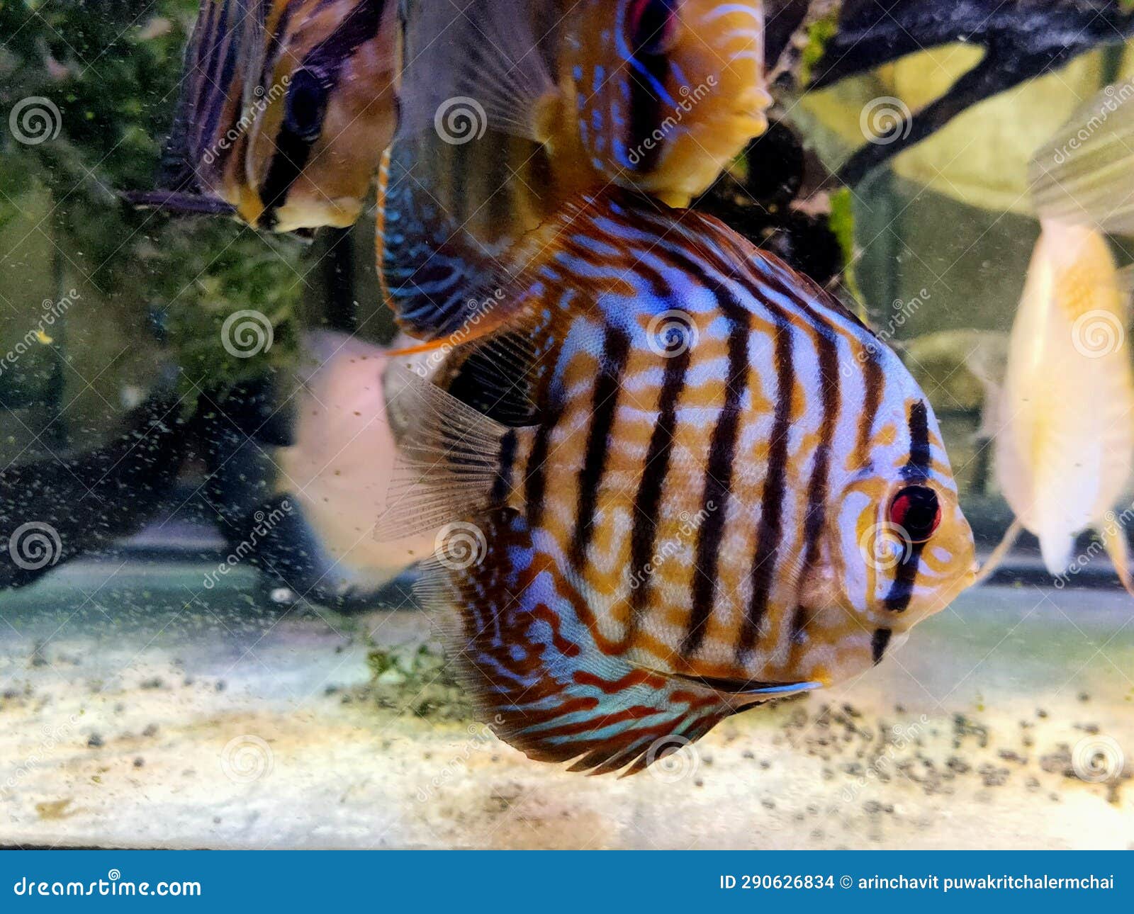 The Discus Fish in the Aquarium Tank. Amazon Stock Photo - Image of ...