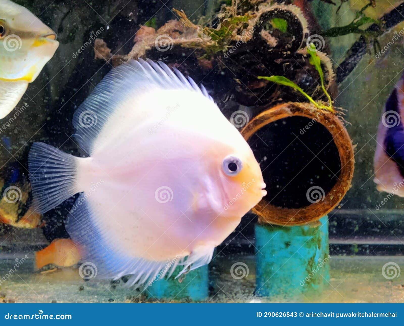 The Discus Fish in the Aquarium Tank. Amazon Stock Image - Image of ...