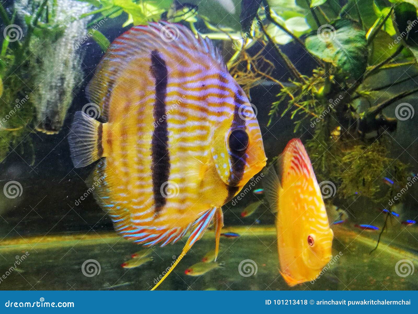Discus Fish in the Aquarium Tank Stock Photo - Image of aquarium ...