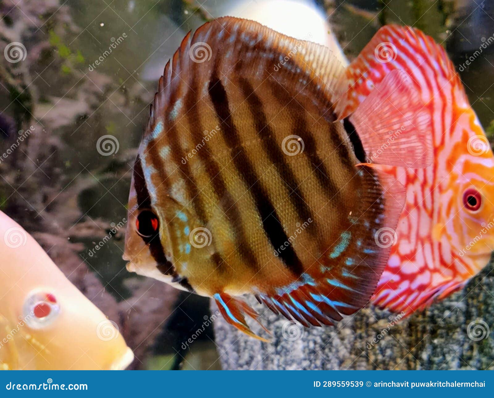 The Discus Fish in the Aquarium Tank, and Fresh Water. Stock Image ...