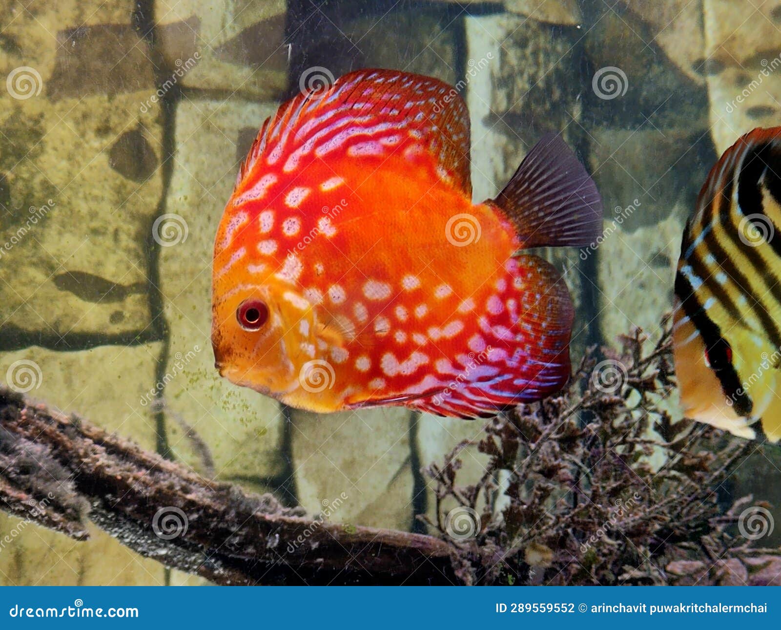 The Discus Fish in the Aquarium Tank, and Fresh Water. Stock Photo ...