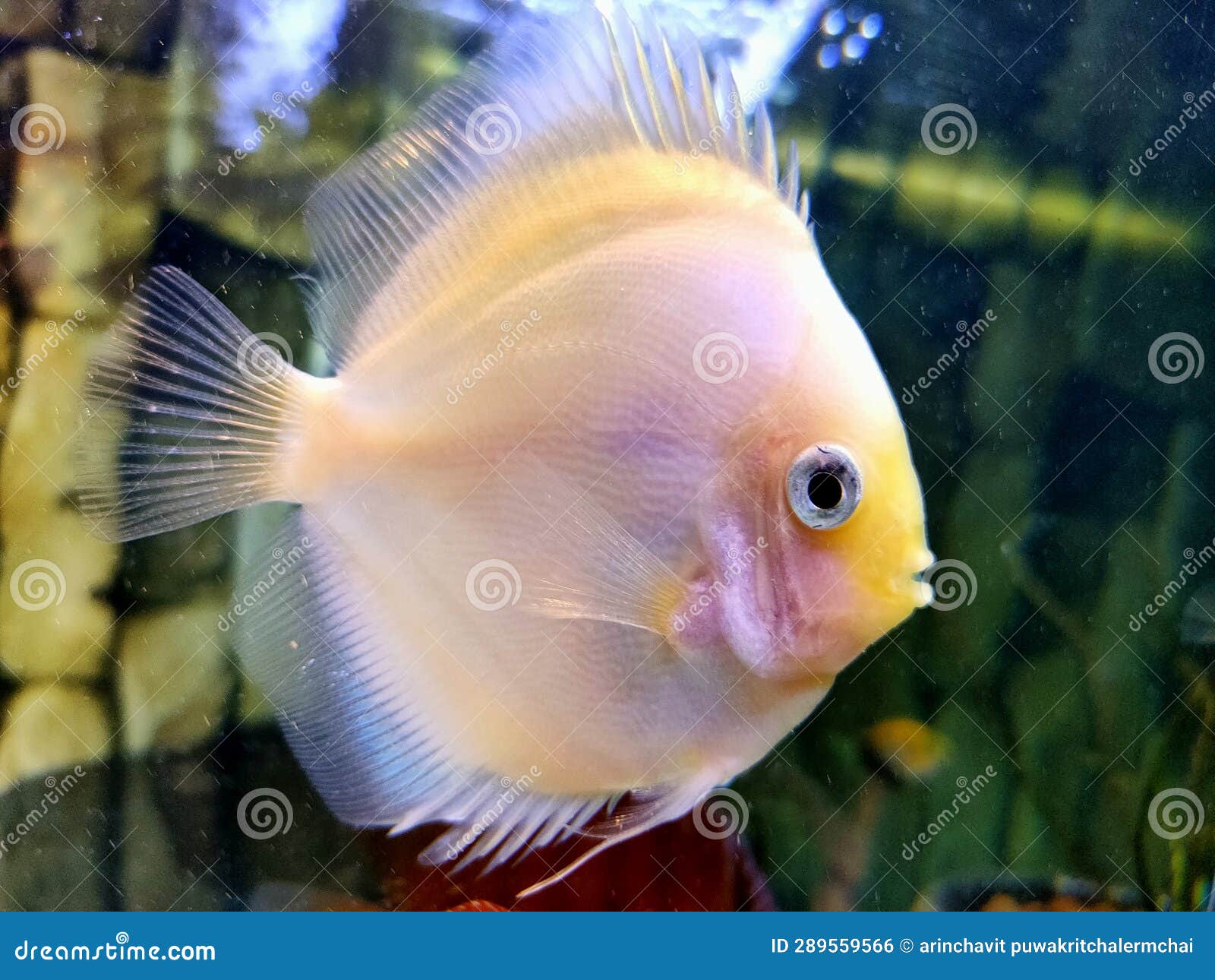 The Discus Fish in the Aquarium Tank, and Fresh Water. Stock Photo ...