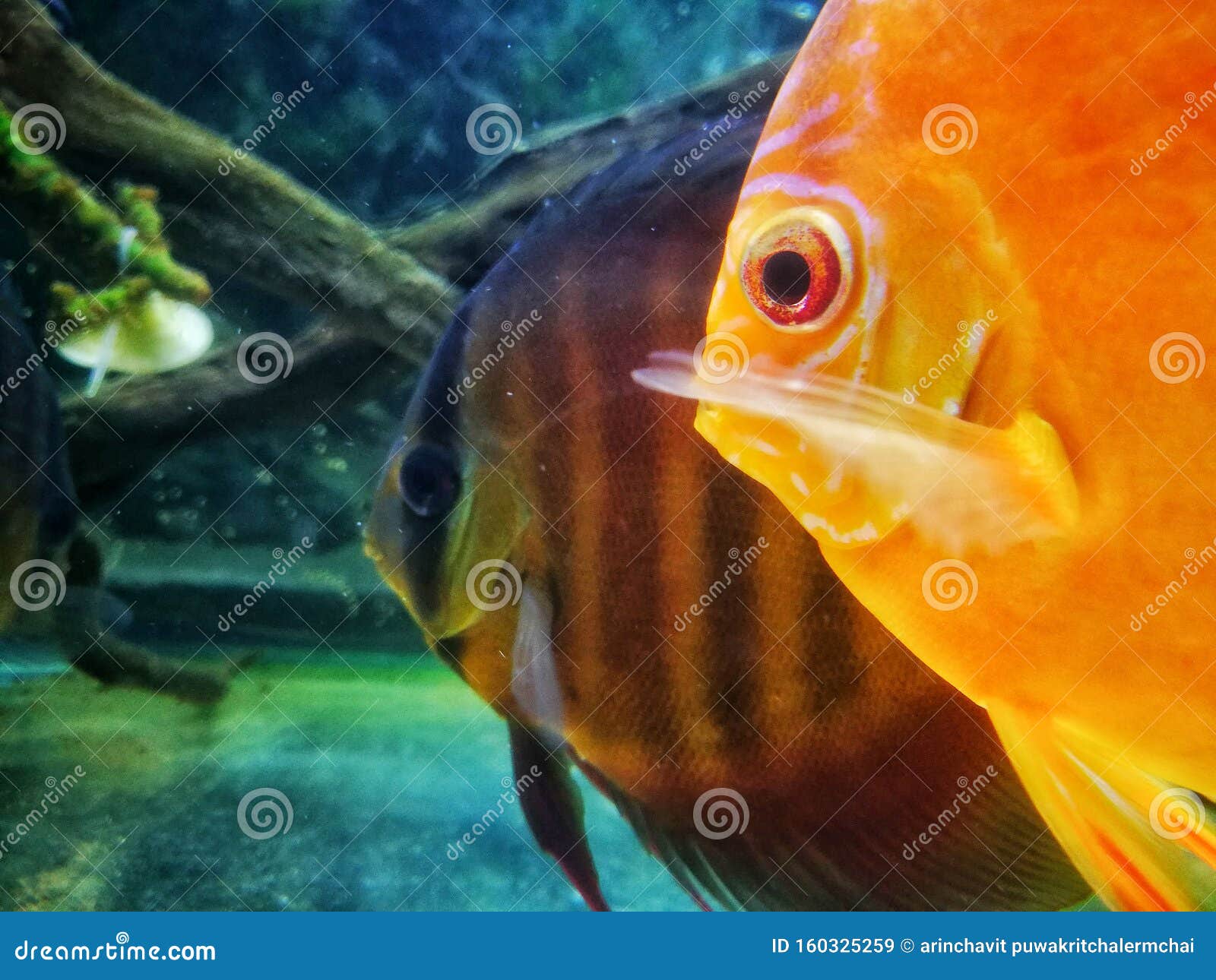 The Discus Fish in the Aquarium Tank. Stock Image - Image of discus ...