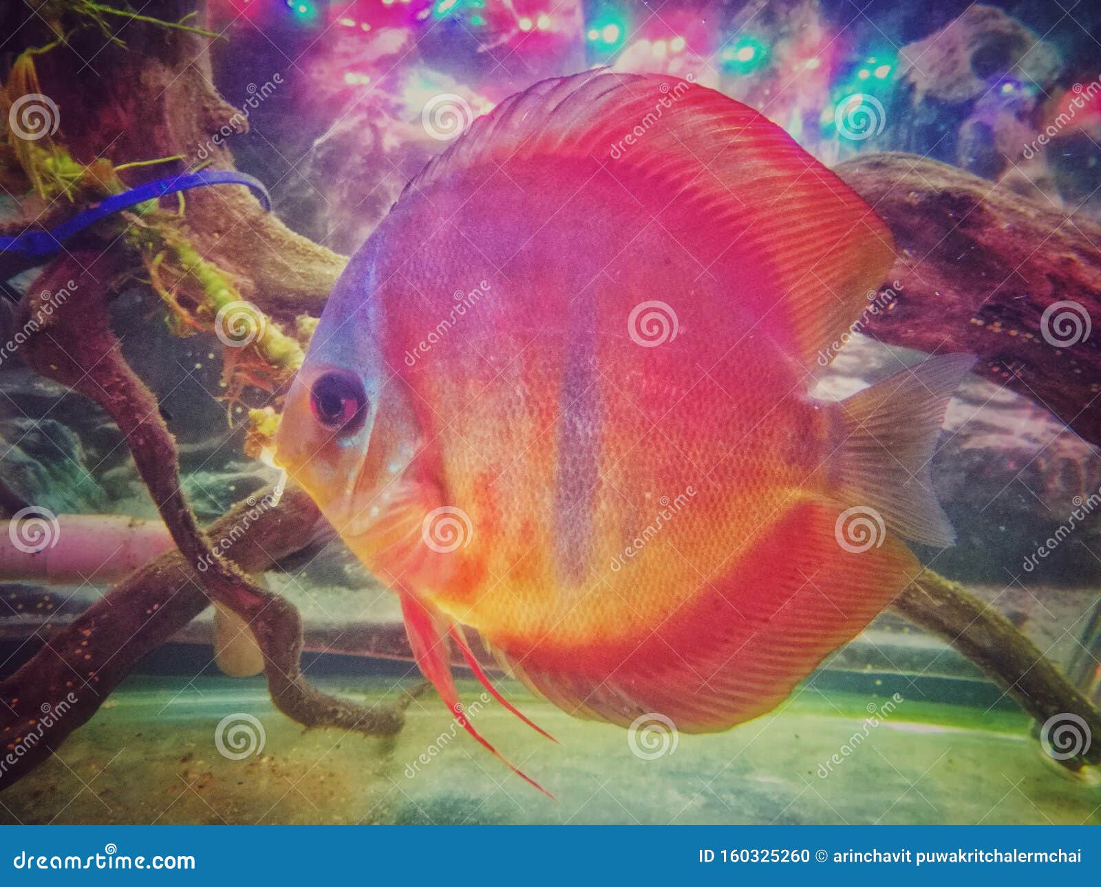 The Discus Fish in the Aquarium Tank. Stock Photo - Image of fish ...