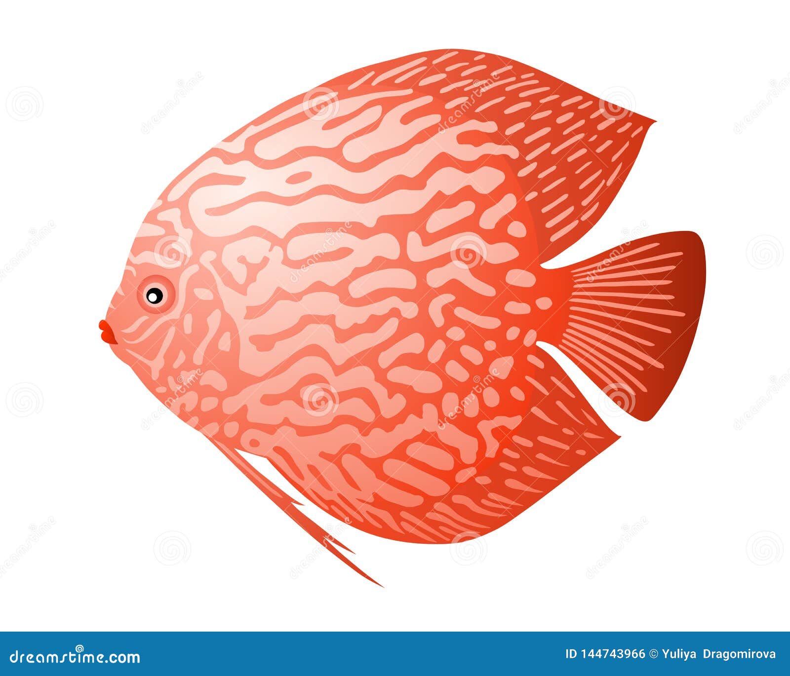 Aquarium Discus,single Illustration Of Freshwater Fish In Realistic ...