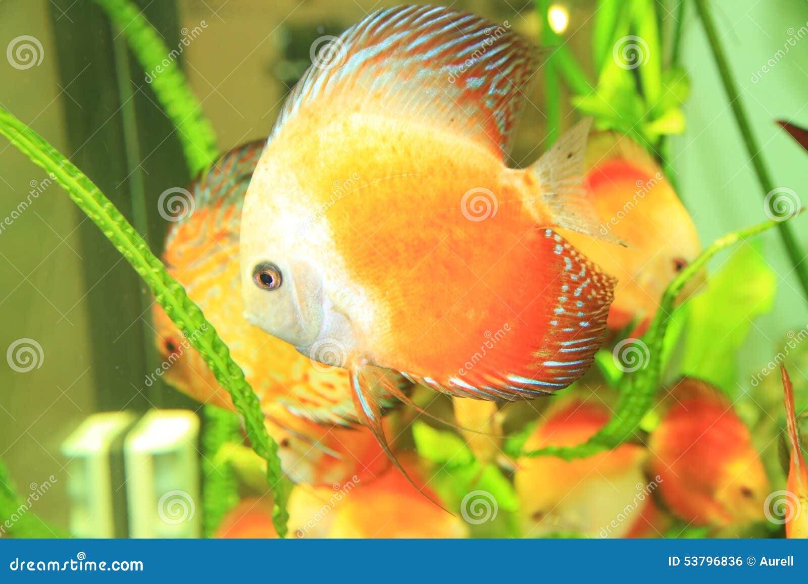 Discus fish stock photo. Image of nature, aquarium, water - 53796836