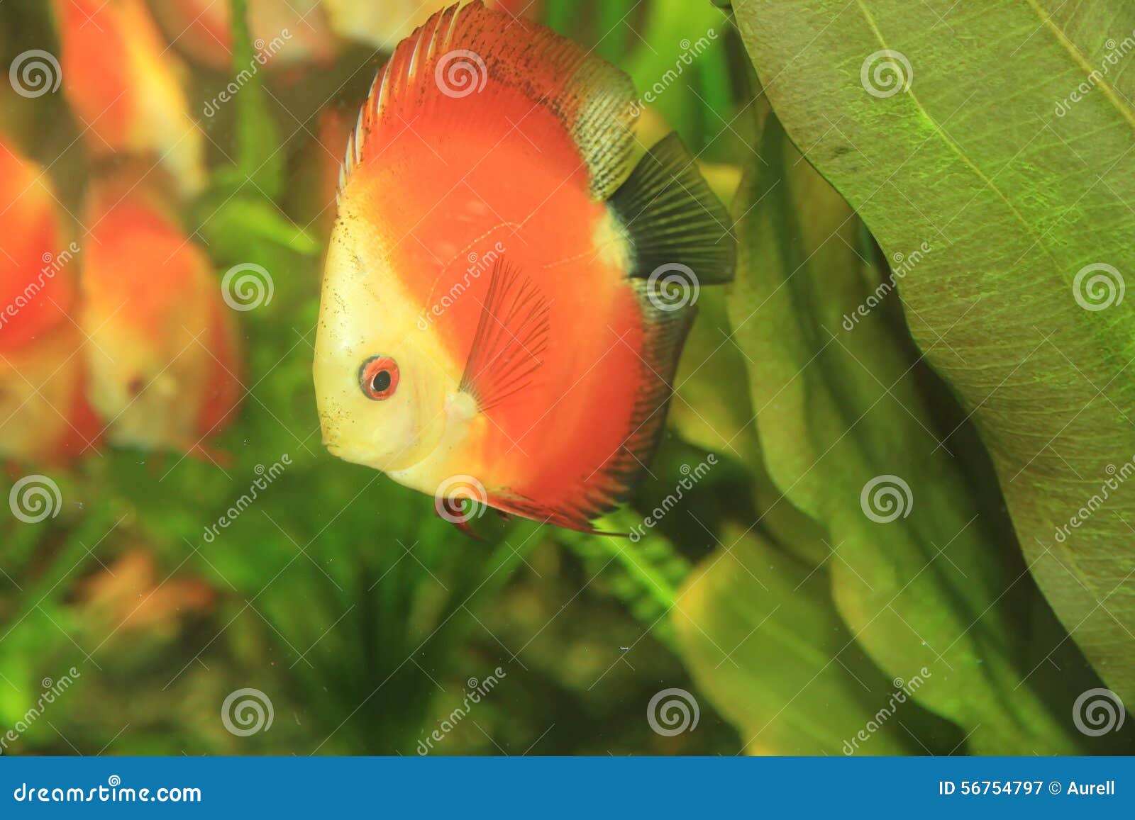 Discus fish stock image. Image of yellow, asia, latin - 56754797