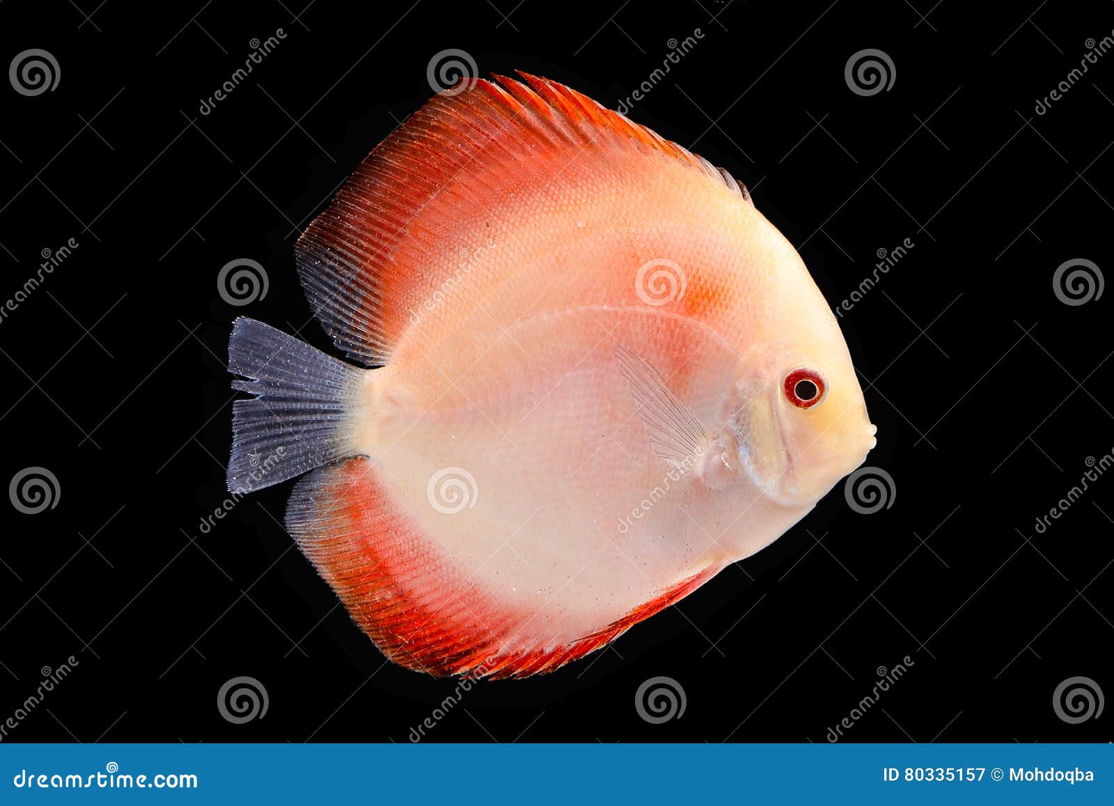 Discus Fish on Black Backgroung Stock Image - Image of gold, colorful ...