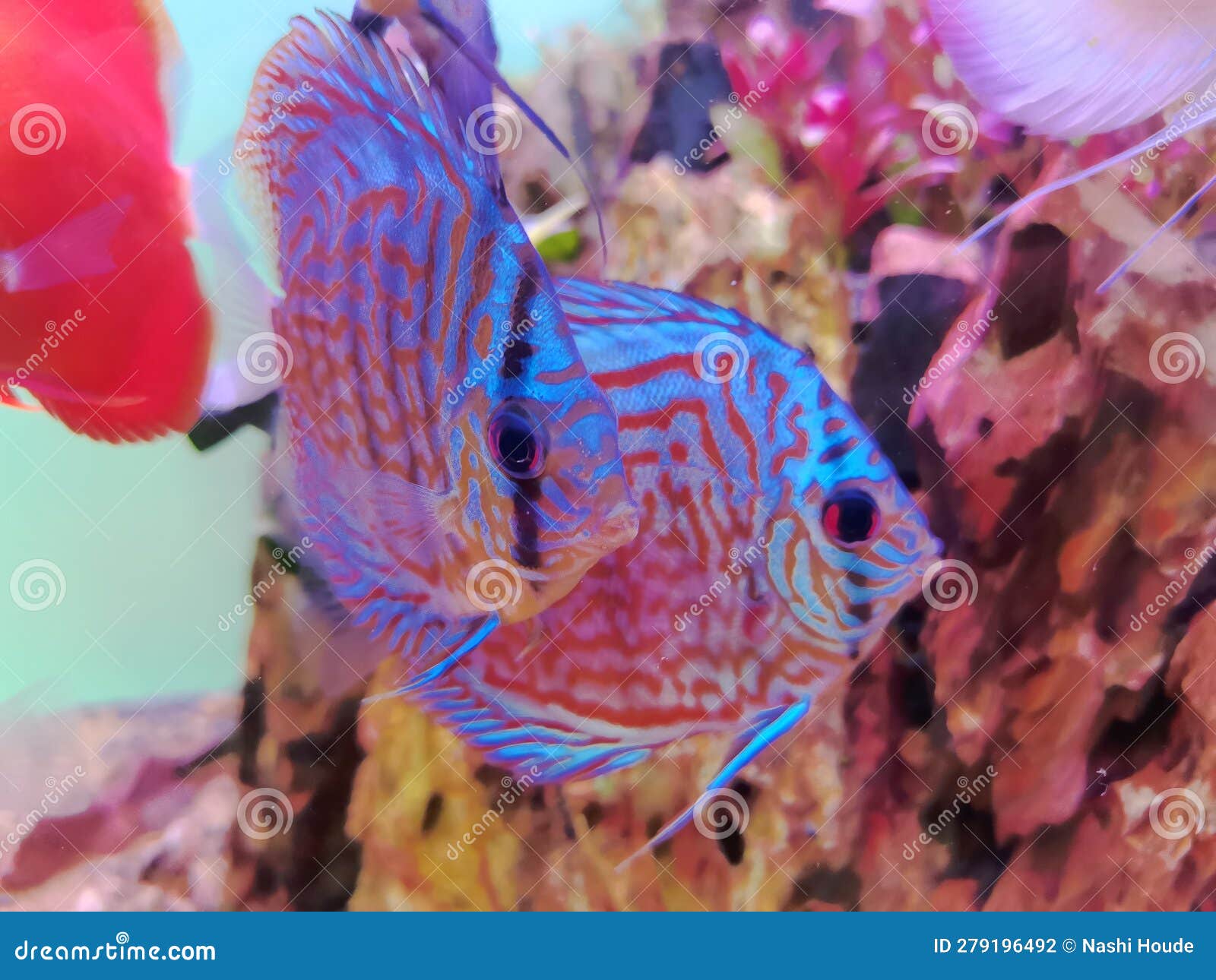 Discus Fish stock photo. Image of petal, fish, purple - 279196492