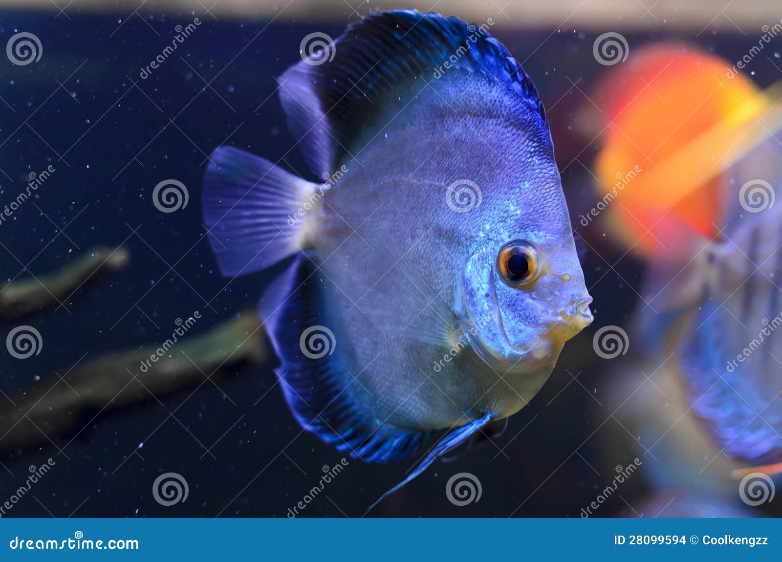 Discus Fish, Blue Symphysodon Discus. Stock Photo - Image of pompadour ...
