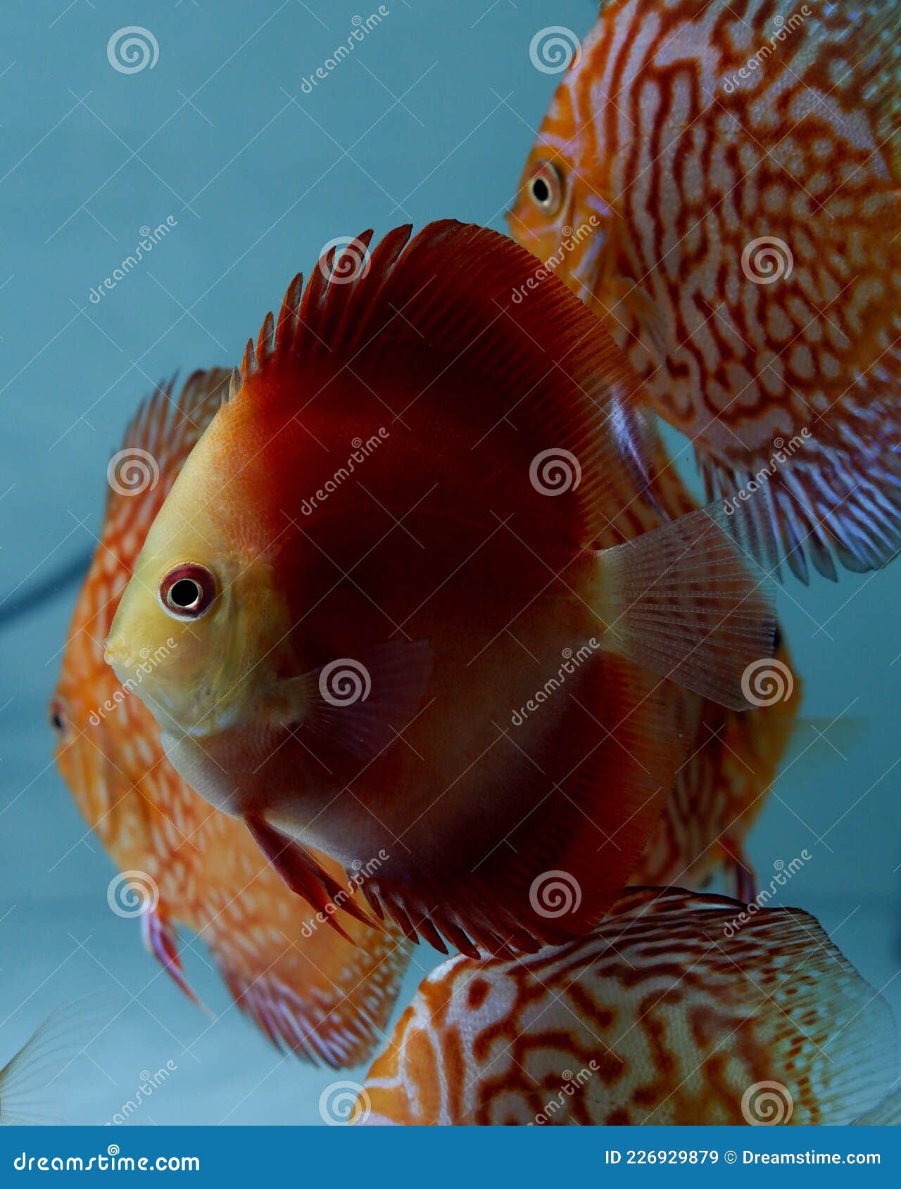 Discus Fish stock image. Image of aquarium, beautiful - 226929879