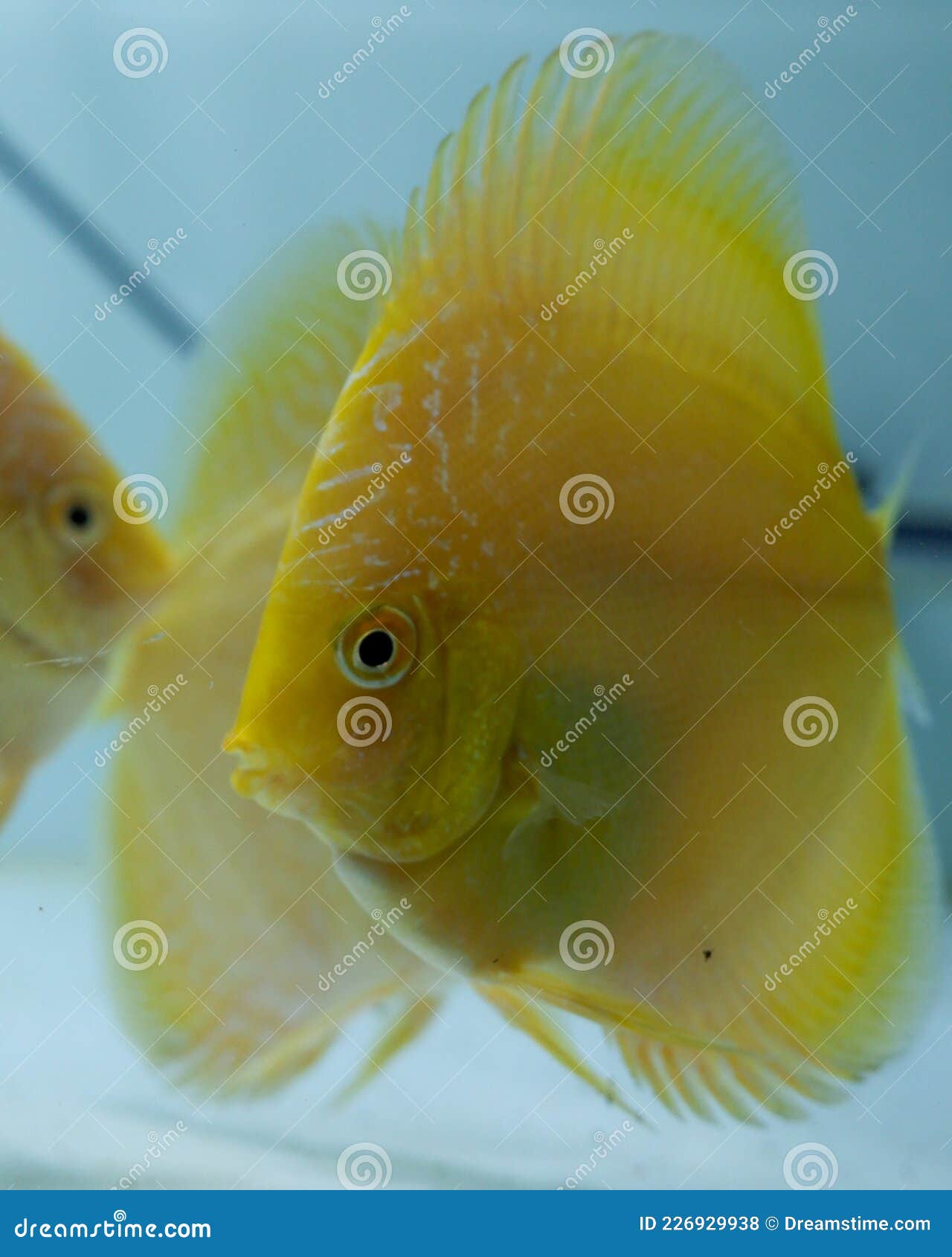 Discus Fish stock photo. Image of aquarium, king, beautiful - 226929938