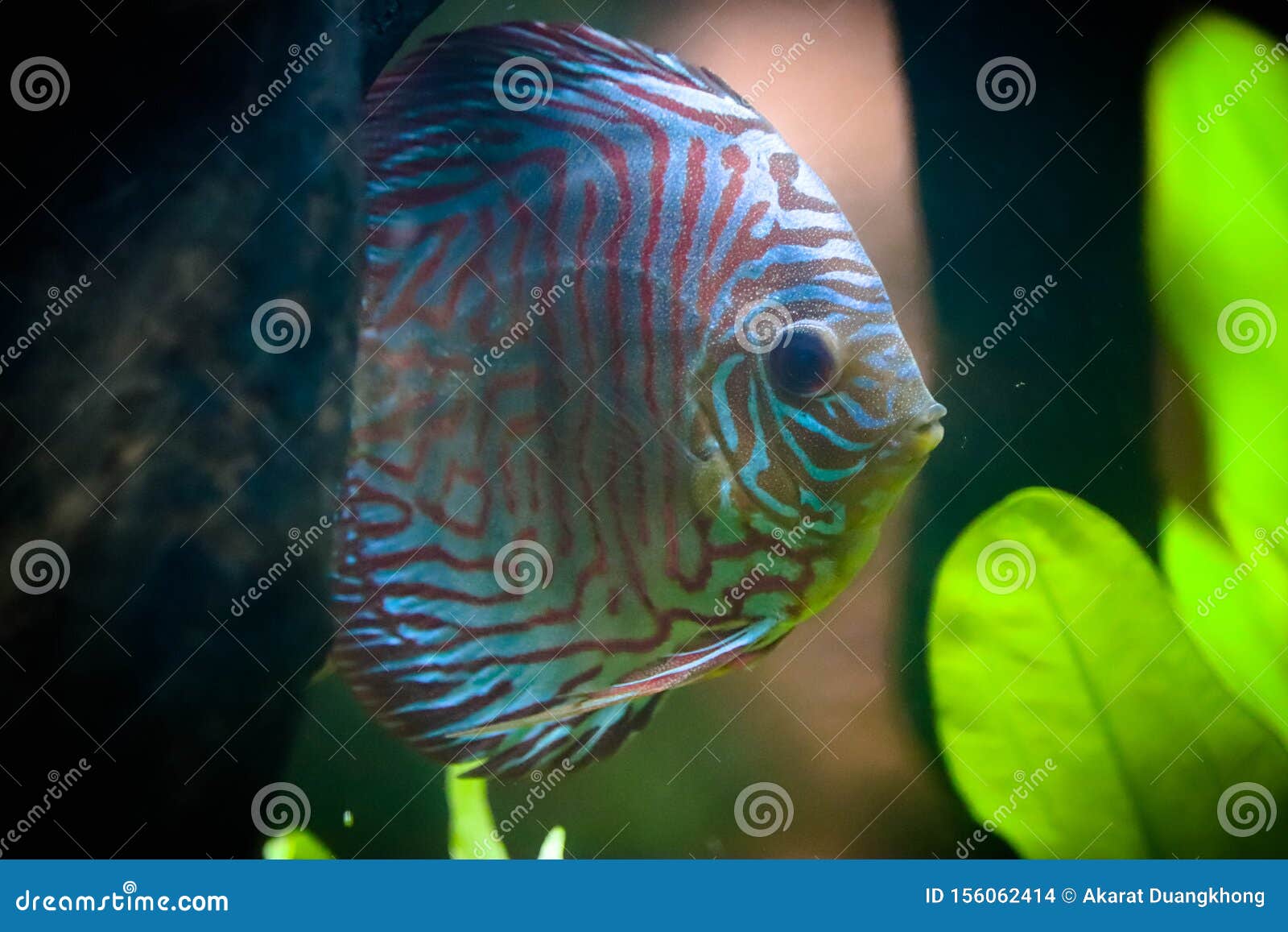 Discus fish stock photo. Image of clossbreed, hecket - 156062414