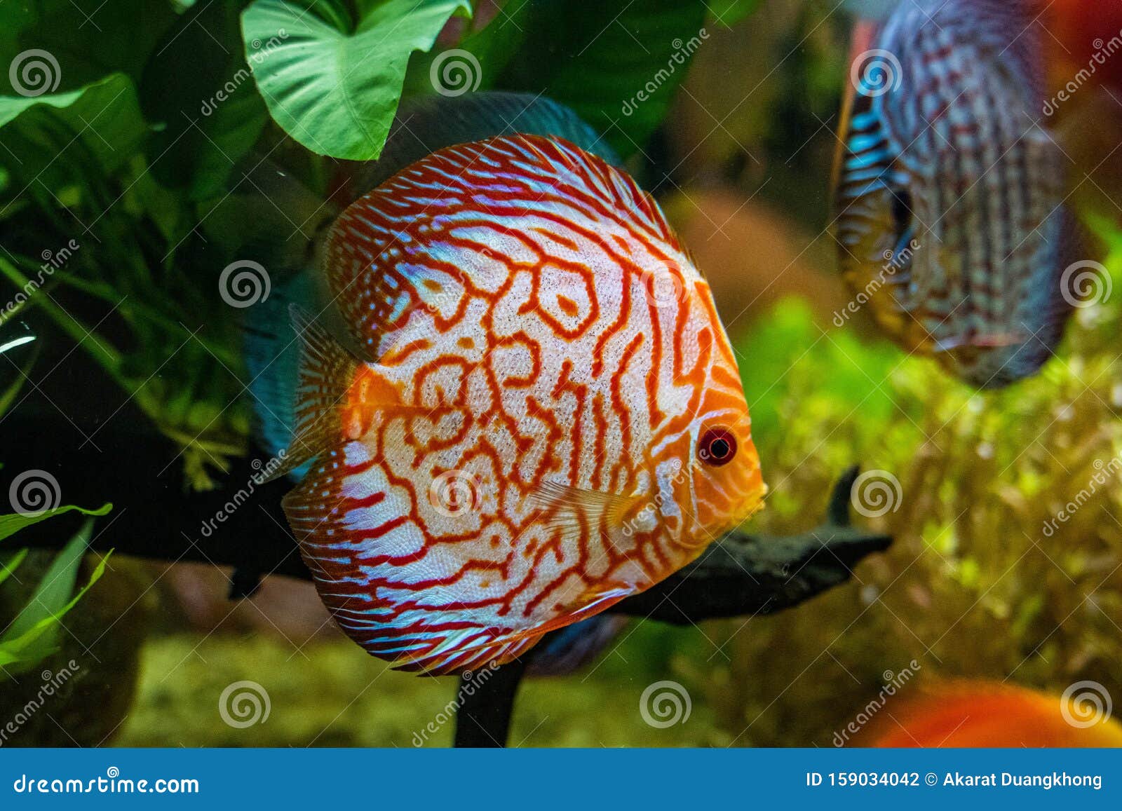 Discus fish stock photo. Image of heckel, diamond, animal - 159034042