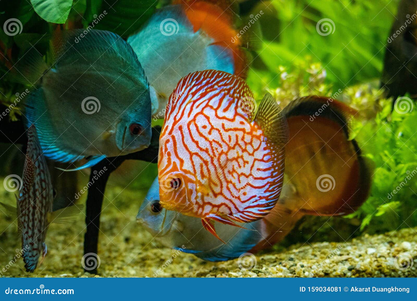 Discus fish stock image. Image of fresh, green, aquatic - 159034081