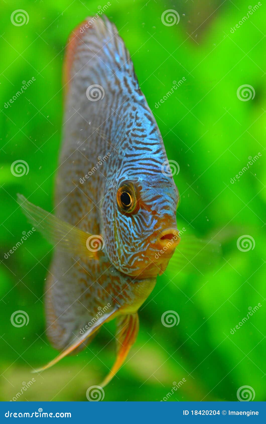 Discus fish eye stock photo. Image of colors, front, blue - 18420204
