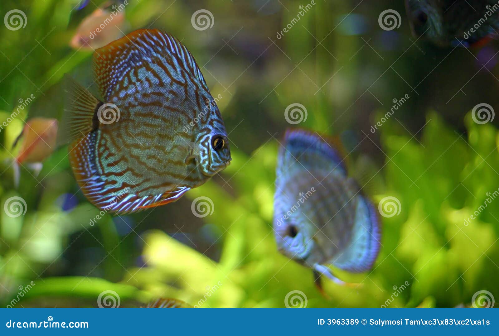 Discus fish family stock image. Image of swimming, state - 3963389