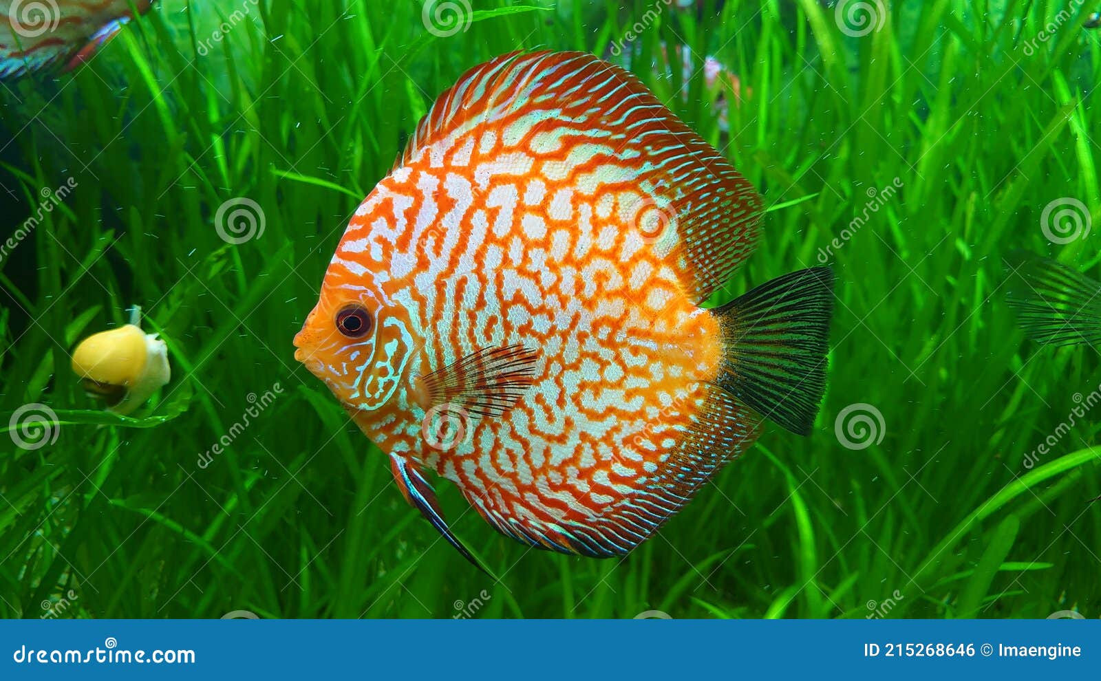 Discus Fish - Fresh Water Aquarium Species Stock Photo - Image of ...