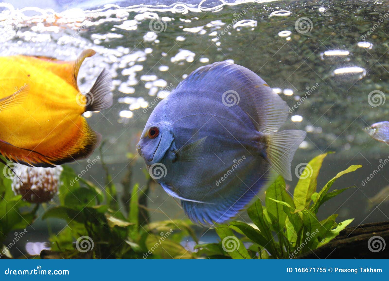 Discus Fish in a Freshwater Stock Image - Image of closeup, full: 168671755