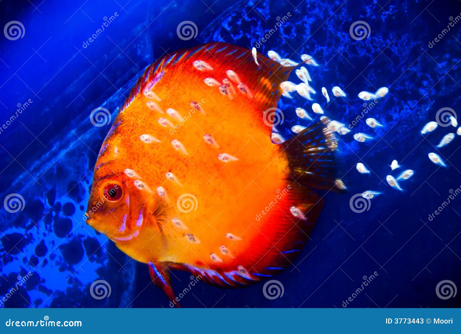 Discus fish with fry stock image. Image of colorful, fish - 3773443
