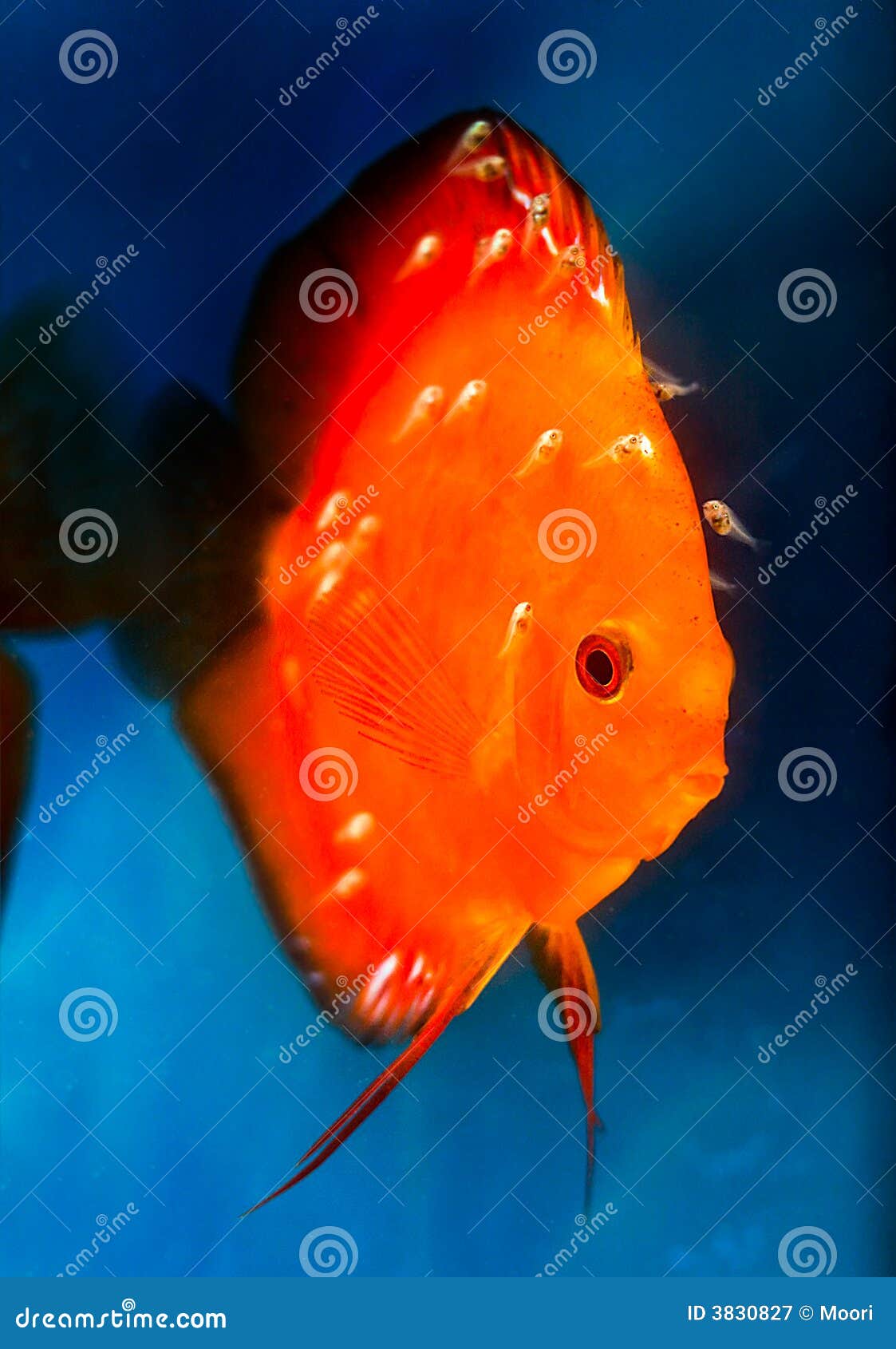 Discus fish with fry stock image. Image of animal, aquarium - 3830827